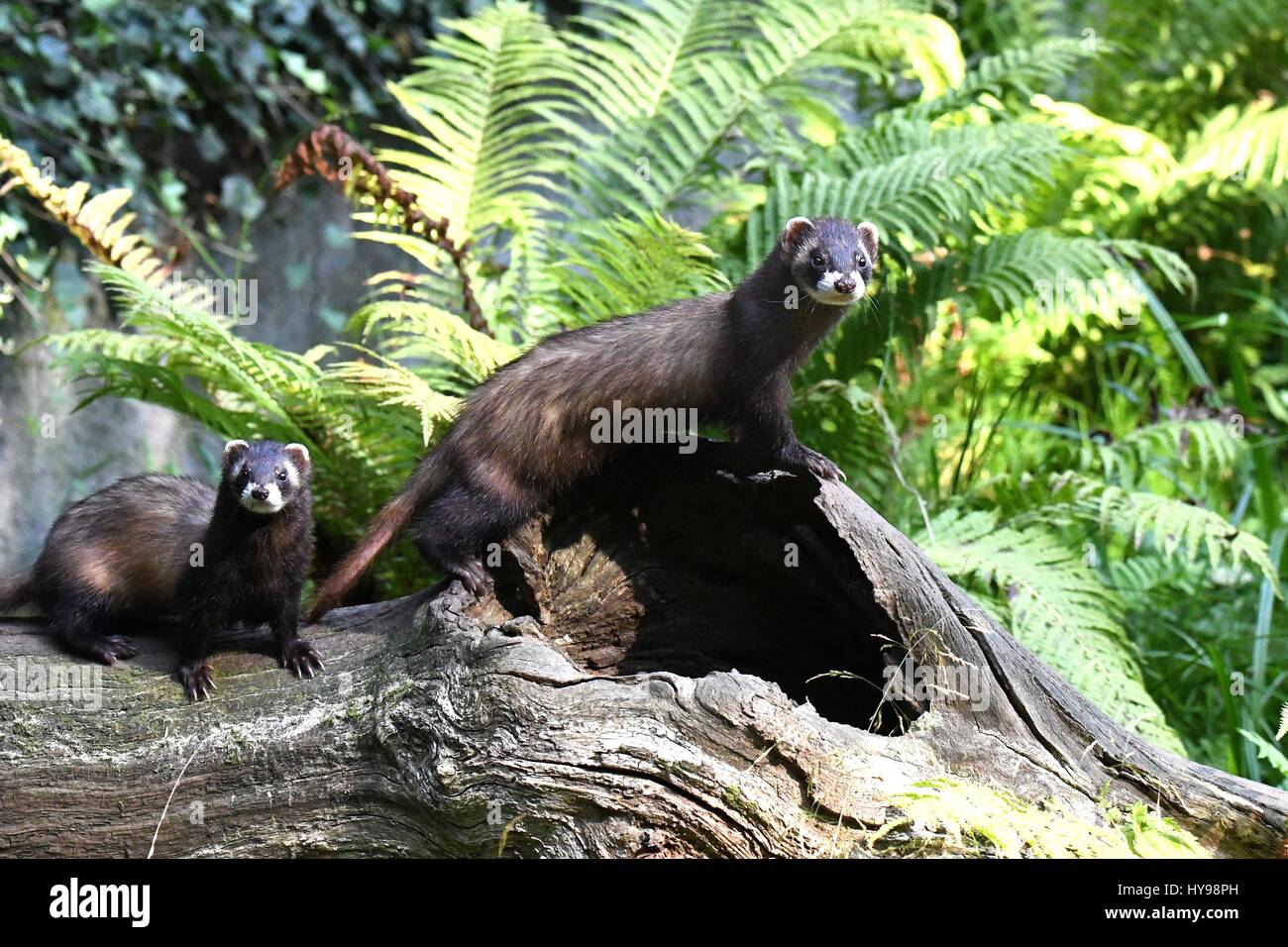 Polecat | usage worldwide Stock Photo - Alamy