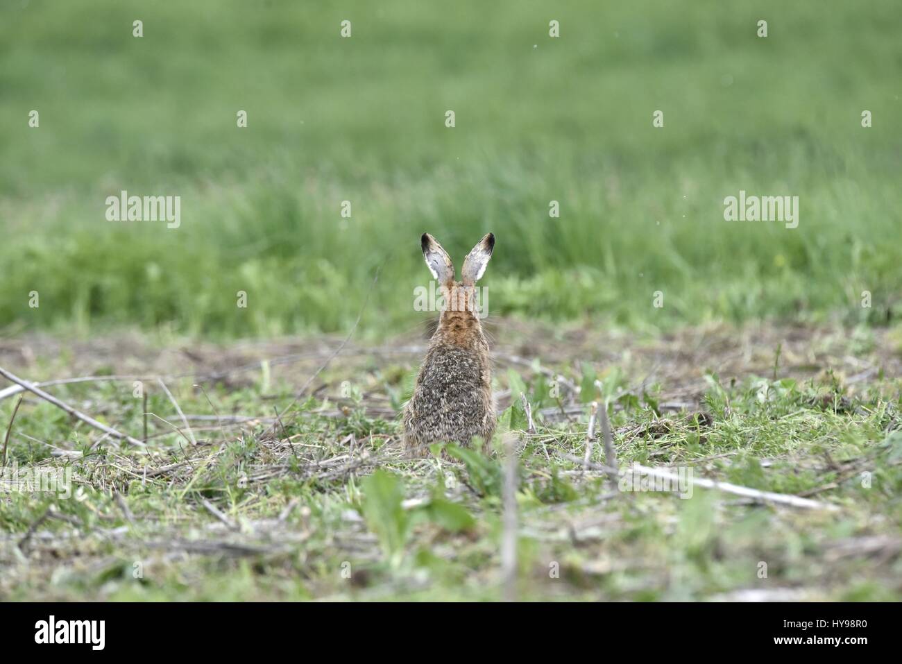Hare | usage worldwide Stock Photo - Alamy