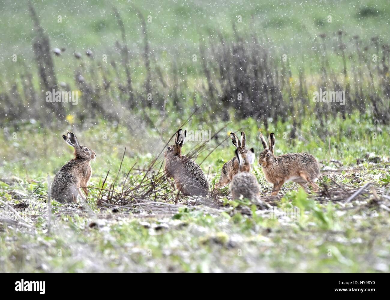 Hare | usage worldwide Stock Photo - Alamy