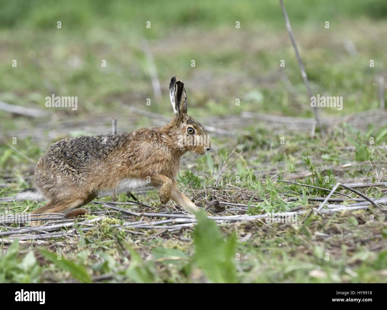 Hare | usage worldwide Stock Photo - Alamy