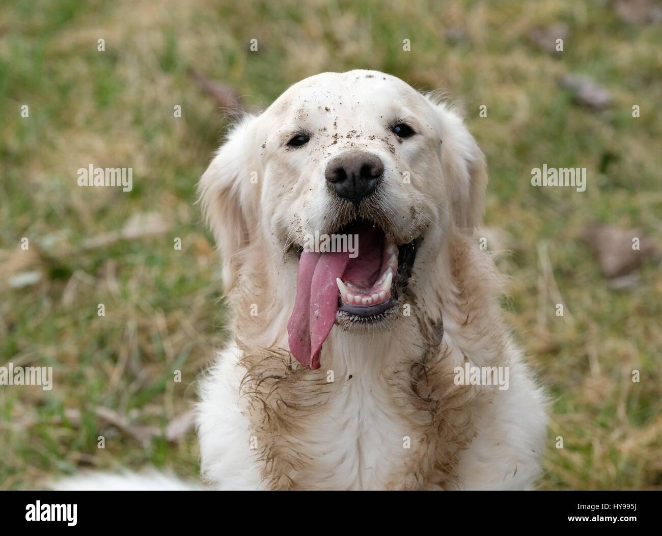 A Golden Retriever runs over a field, Breisach am Rhein (Baden ...