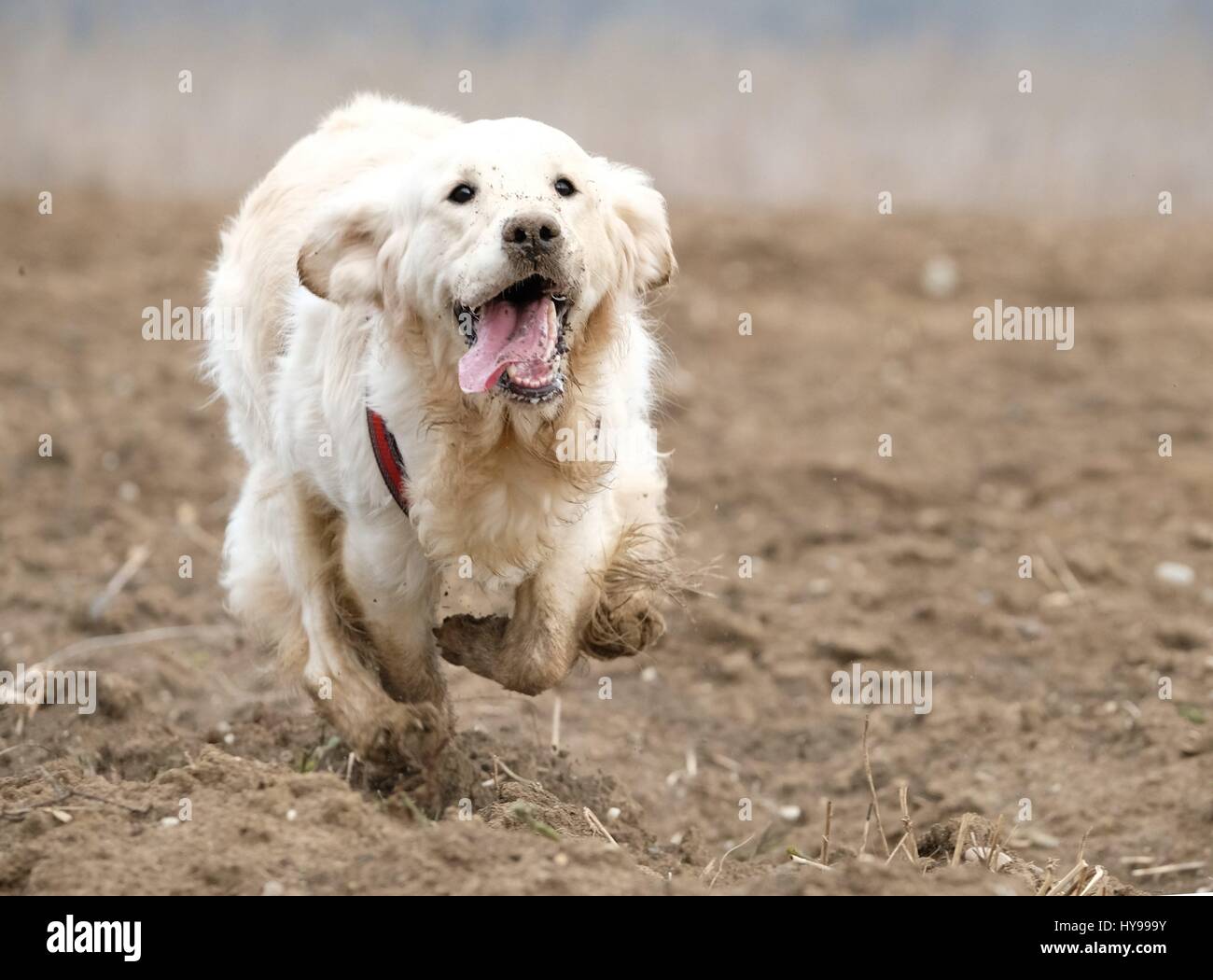 A Golden Retriever runs over a field, Breisach am Rhein (Baden ...