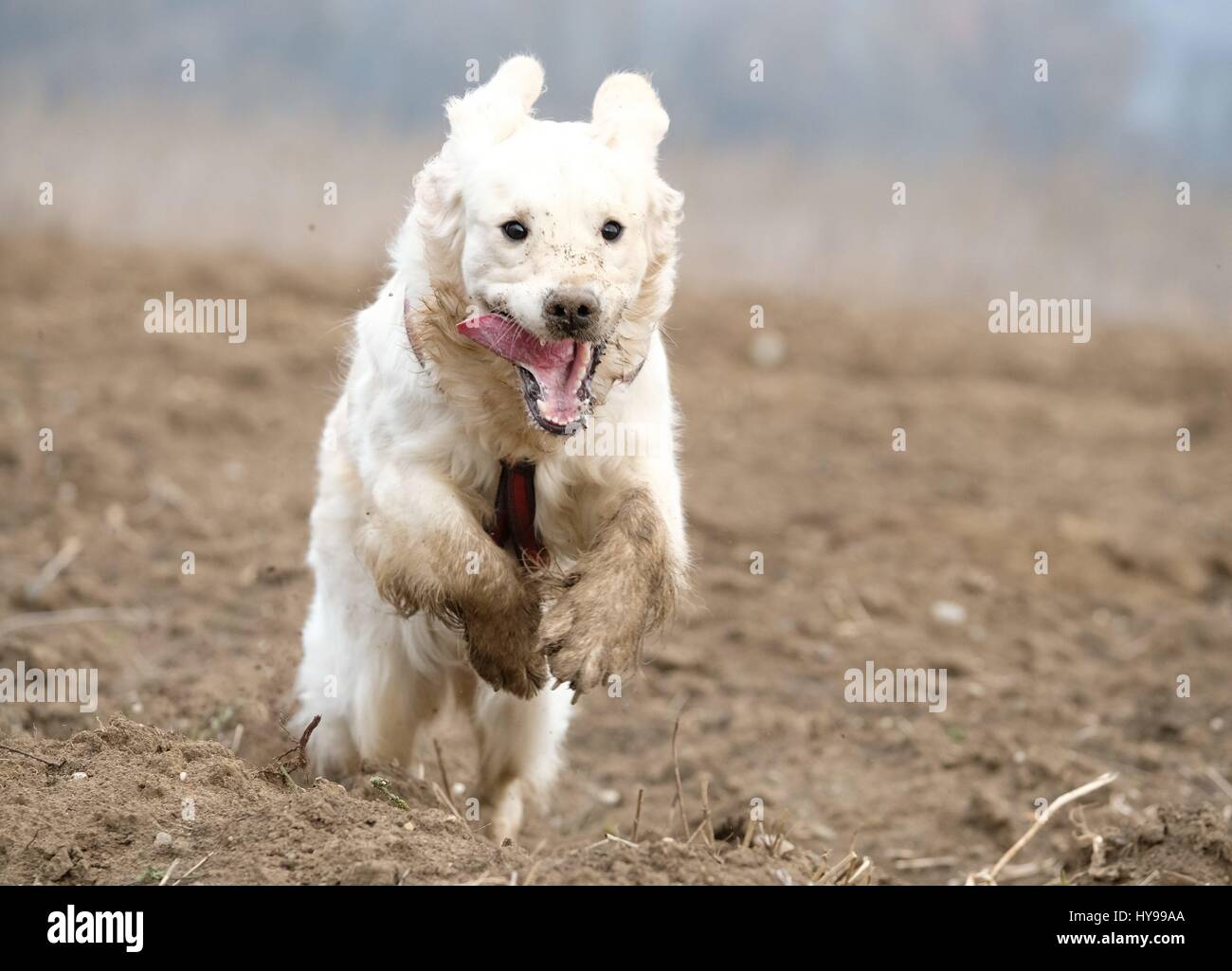 A Golden Retriever runs over a field, Breisach am Rhein (Baden ...