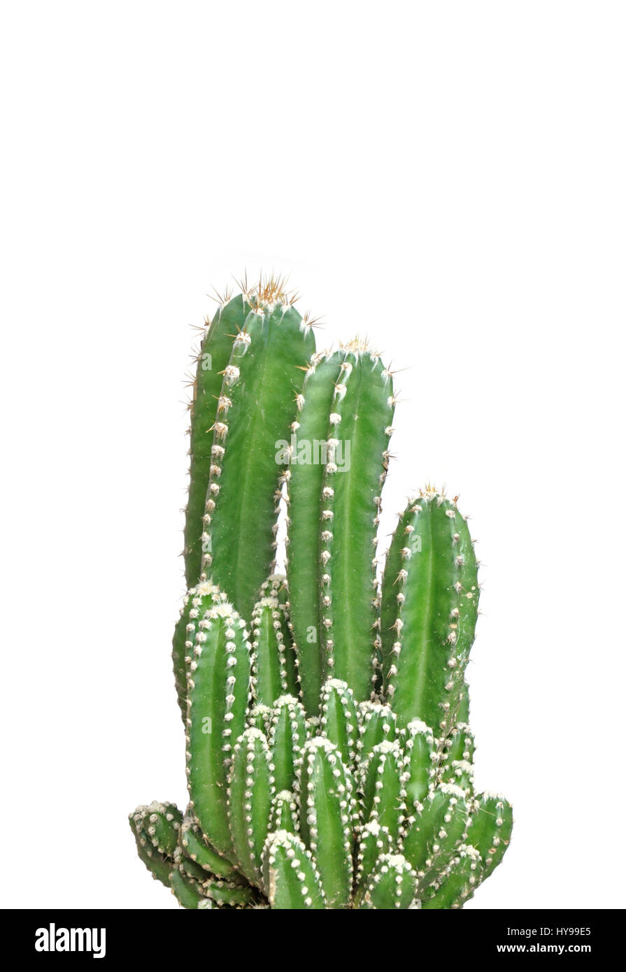 Cactus isolated on white background Stock Photo - Alamy