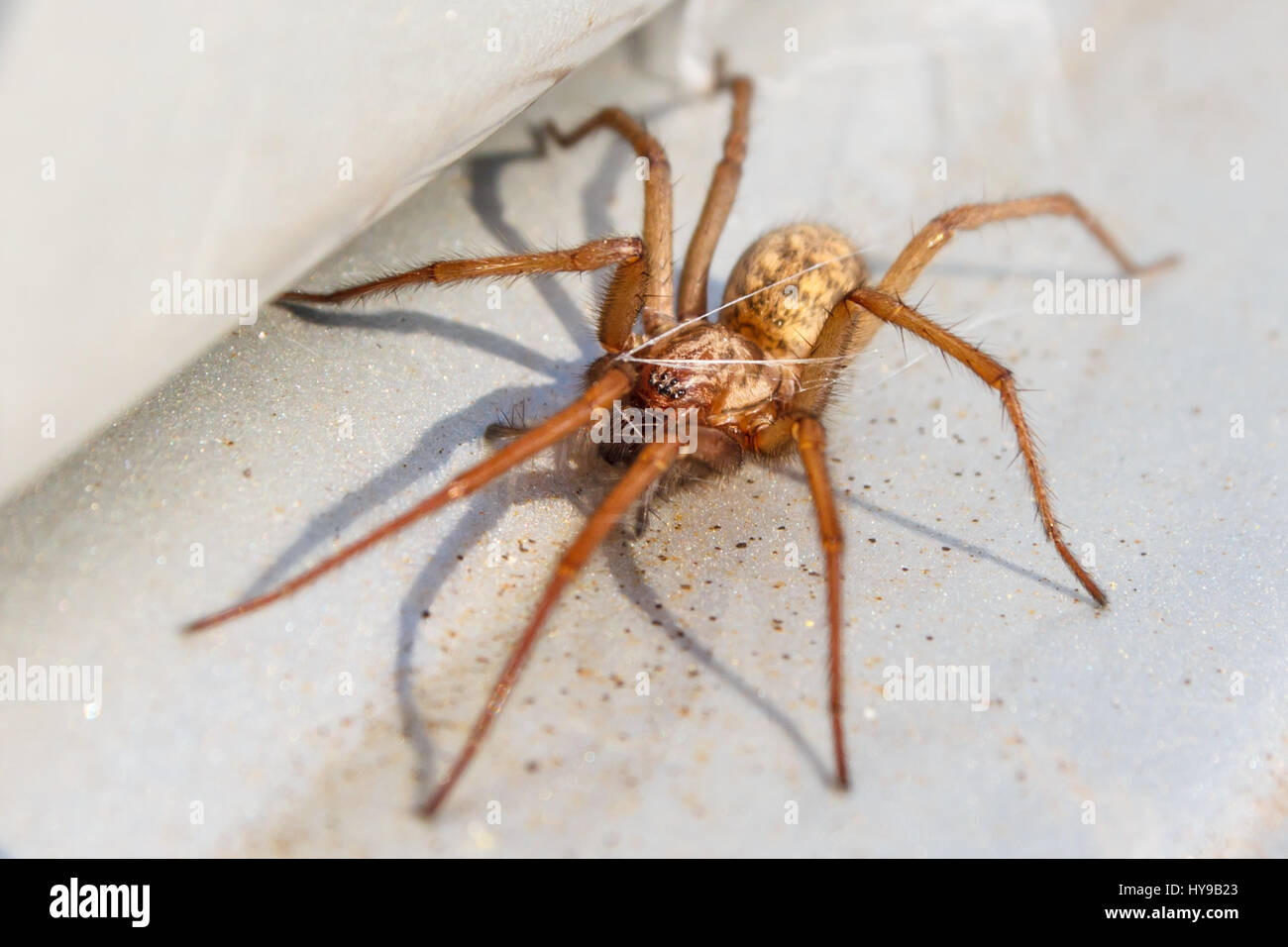 active common house spider Stock Photo - Alamy