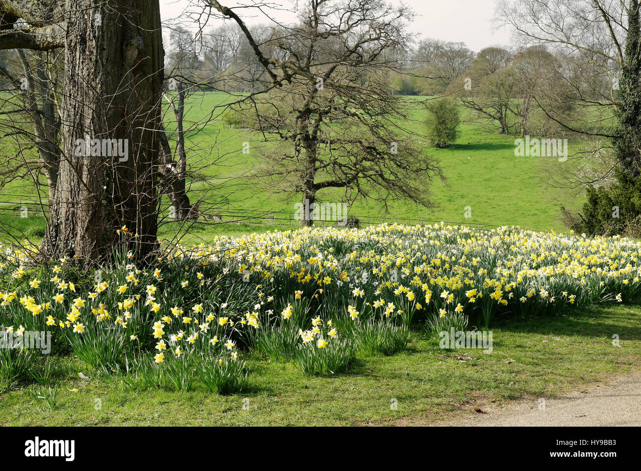 Spring in meadows park hi-res stock photography and images - Alamy