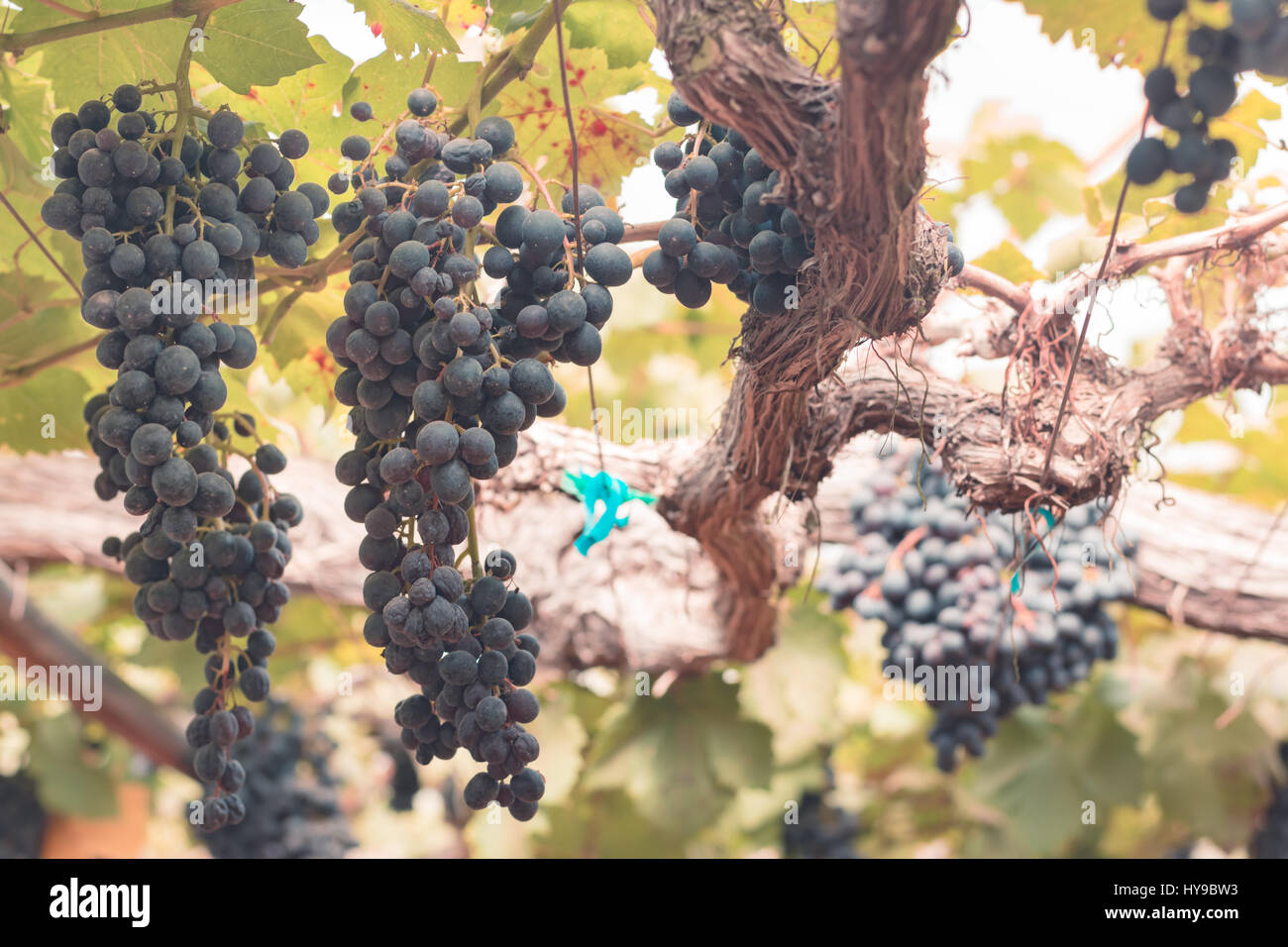 Closeup organic farm grapes hi-res stock photography and images - Alamy