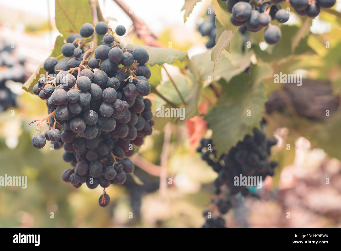 Closeup organic farm grapes hi-res stock photography and images - Alamy