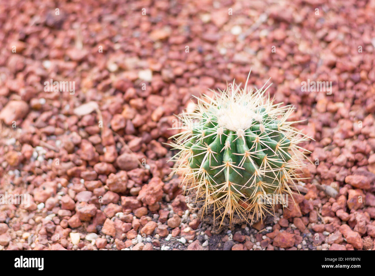 cactus in desert for background or wallpaper Stock Photo - Alamy