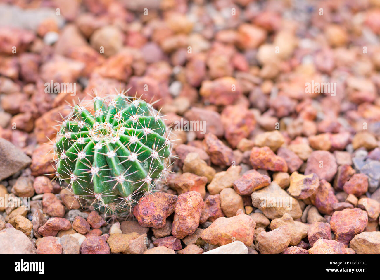 cactus in desert for background or wallpaper Stock Photo - Alamy