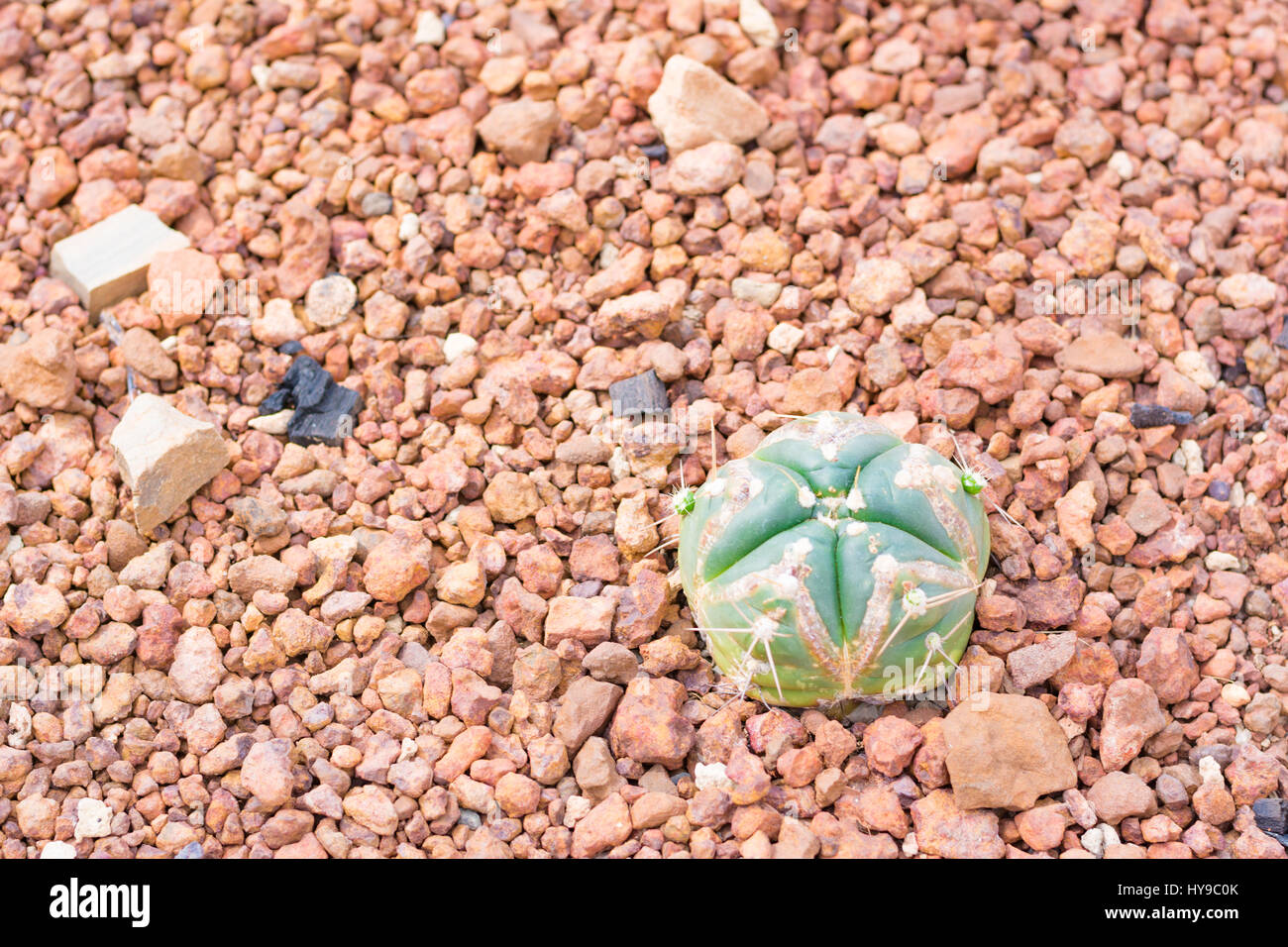 cactus in desert for background or wallpaper Stock Photo - Alamy