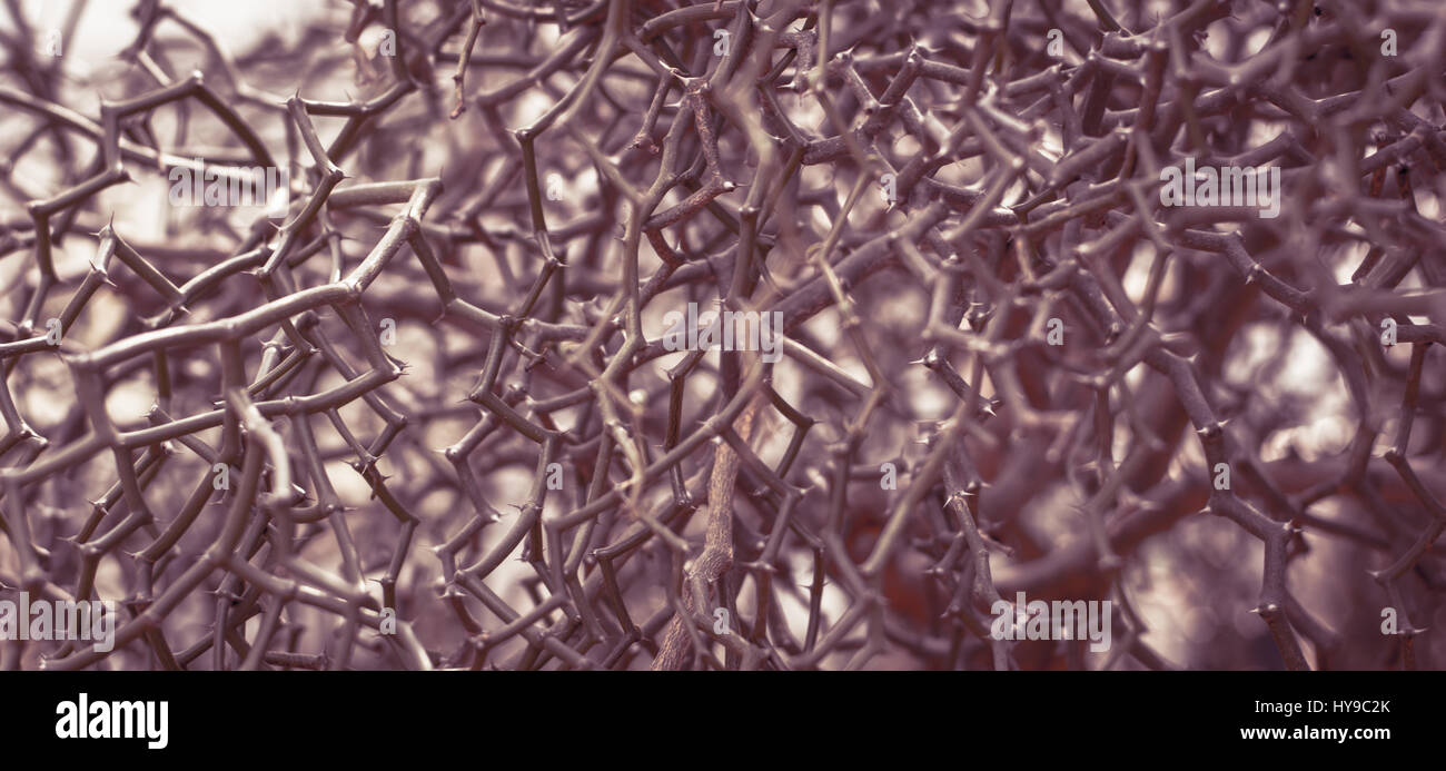 Needles tree , thorns tree tone vintage for background Stock Photo - Alamy