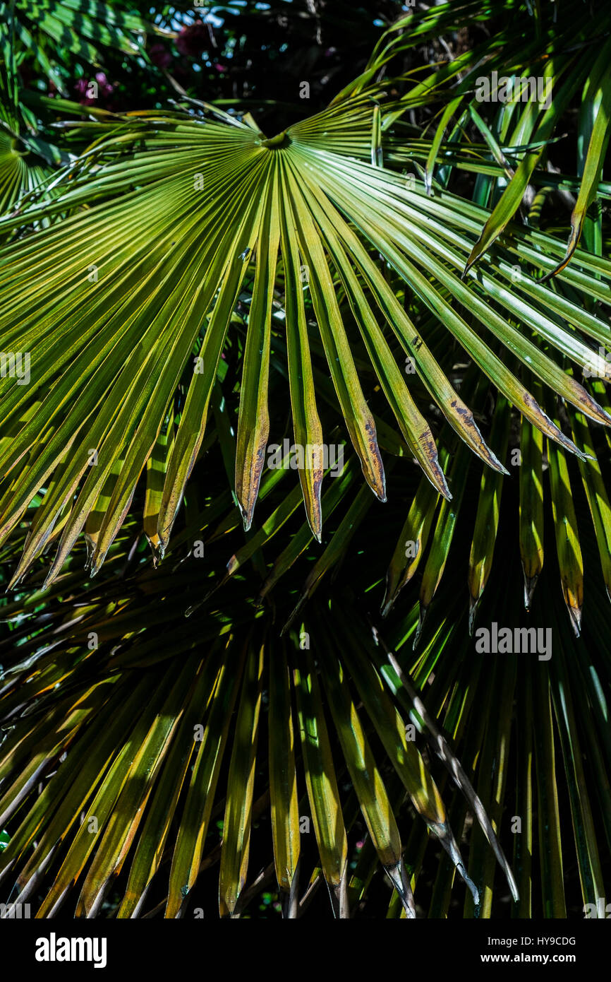 Plants with spiky leaves hi-res stock photography and images - Alamy