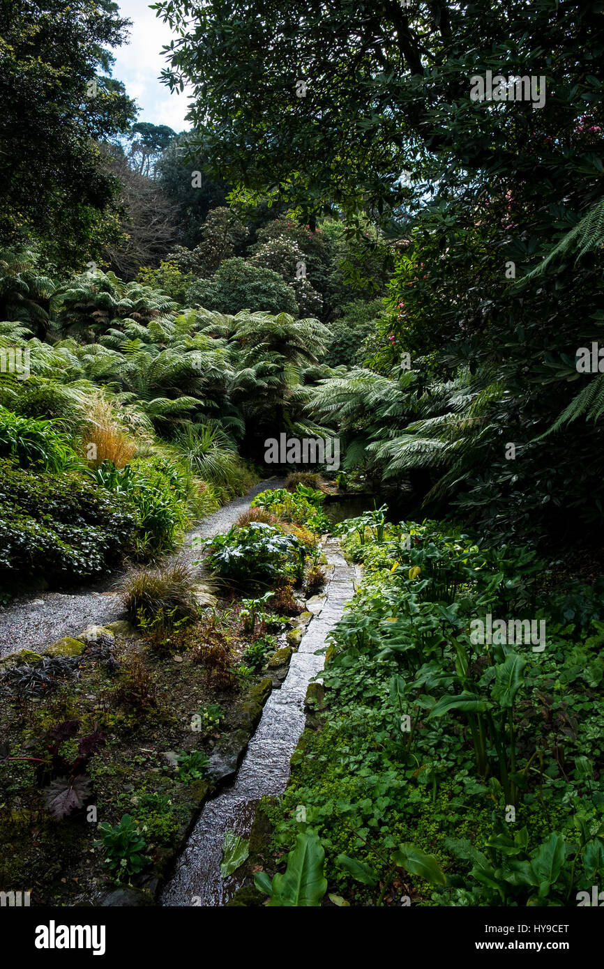 Trebah Water Garden Gardens Sub-Tropical Stream Path Pathway Tourism ...