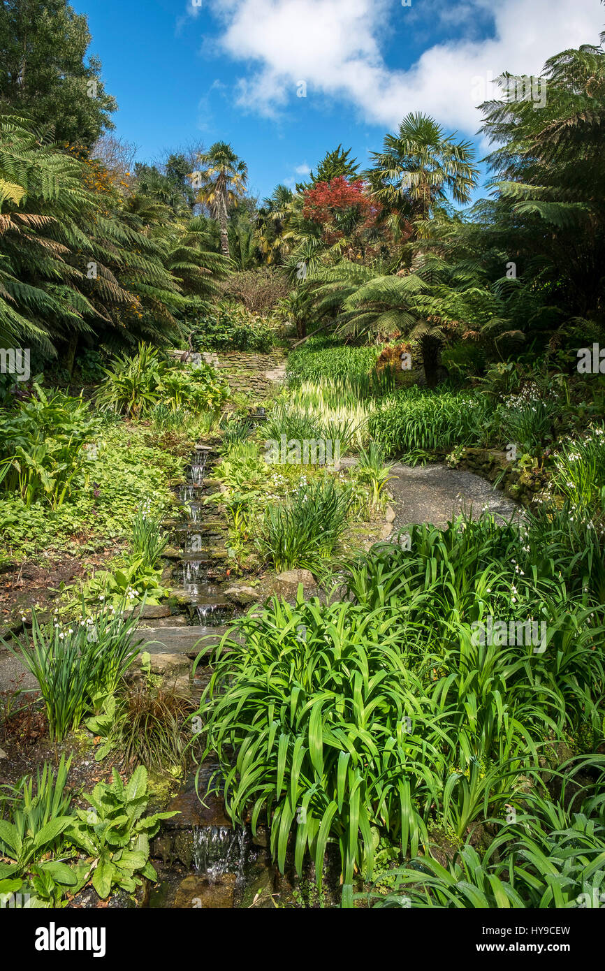 Trebah Water Garden Gardens Sub-Tropical Stream Path Pathway Tourism ...