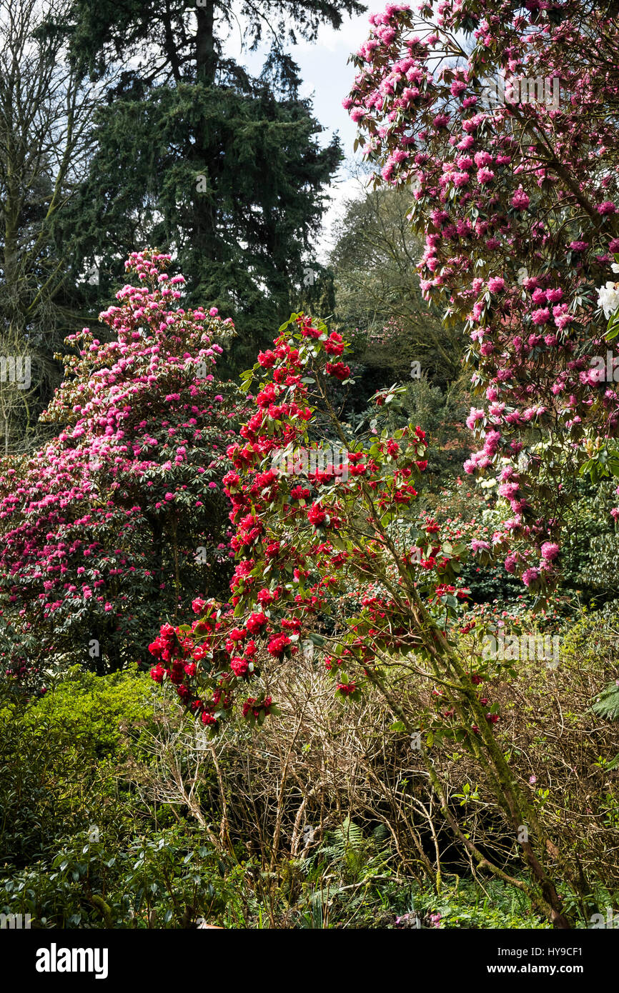 Trebah Gardens Sub-Tropical Rhododendron Rhododendrons Flowers Blooms ...