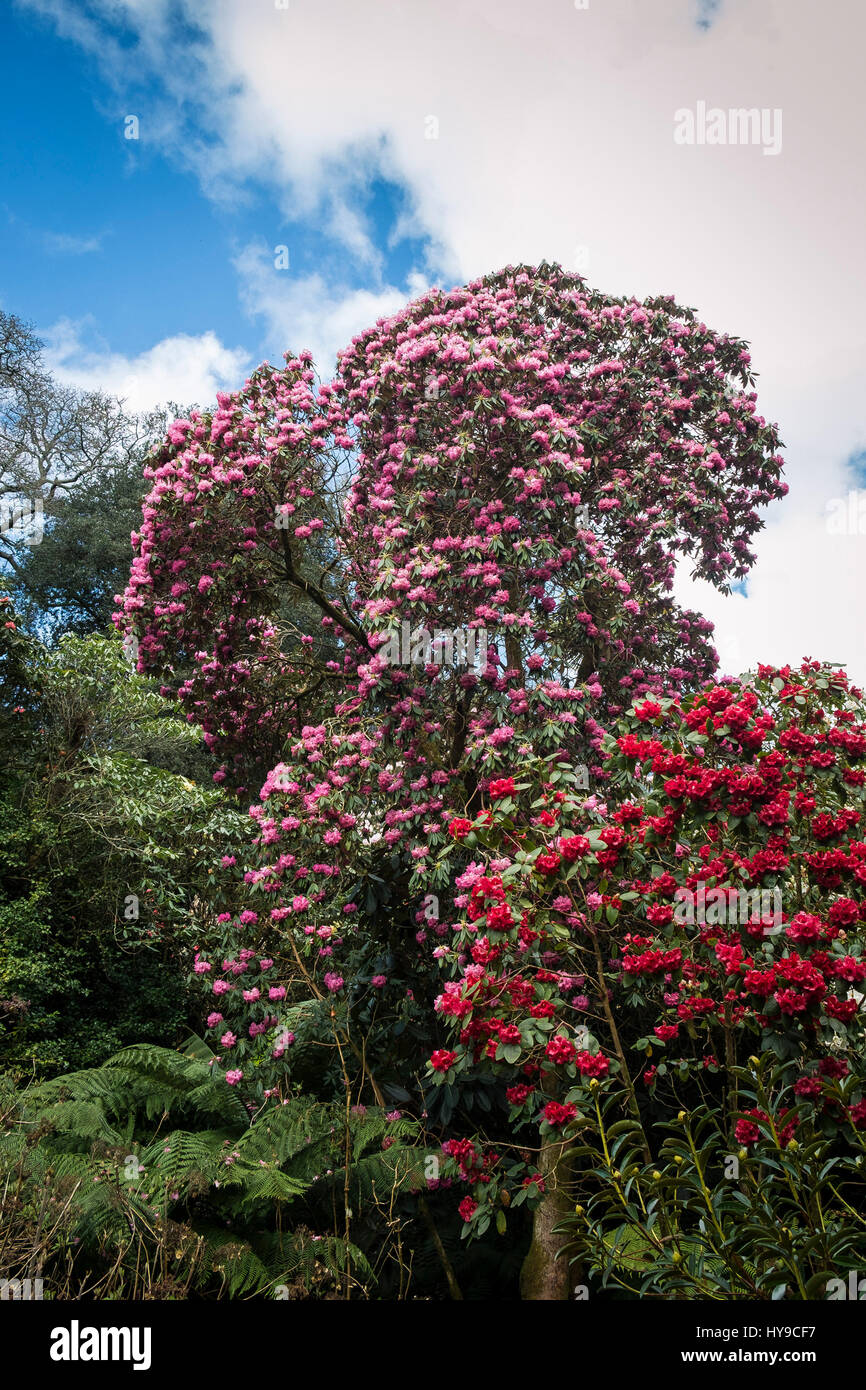 Trebah Garden Sub-Tropical Rhododendron Rhododendrons Flowers Blooms ...