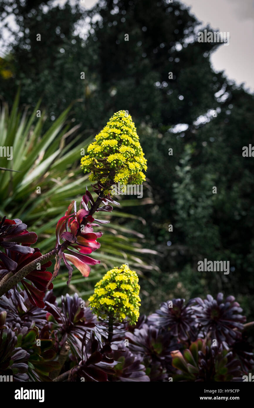 Succulent Aeonium Stock Photos & Succulent Aeonium Stock Images - Alamy