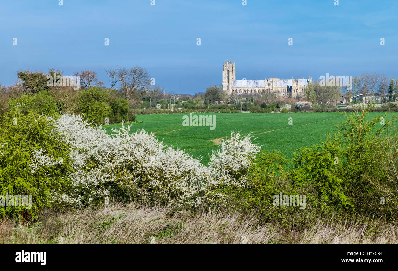 The ancient Beverley Minster surrounded by wheat fields and trees on a ...