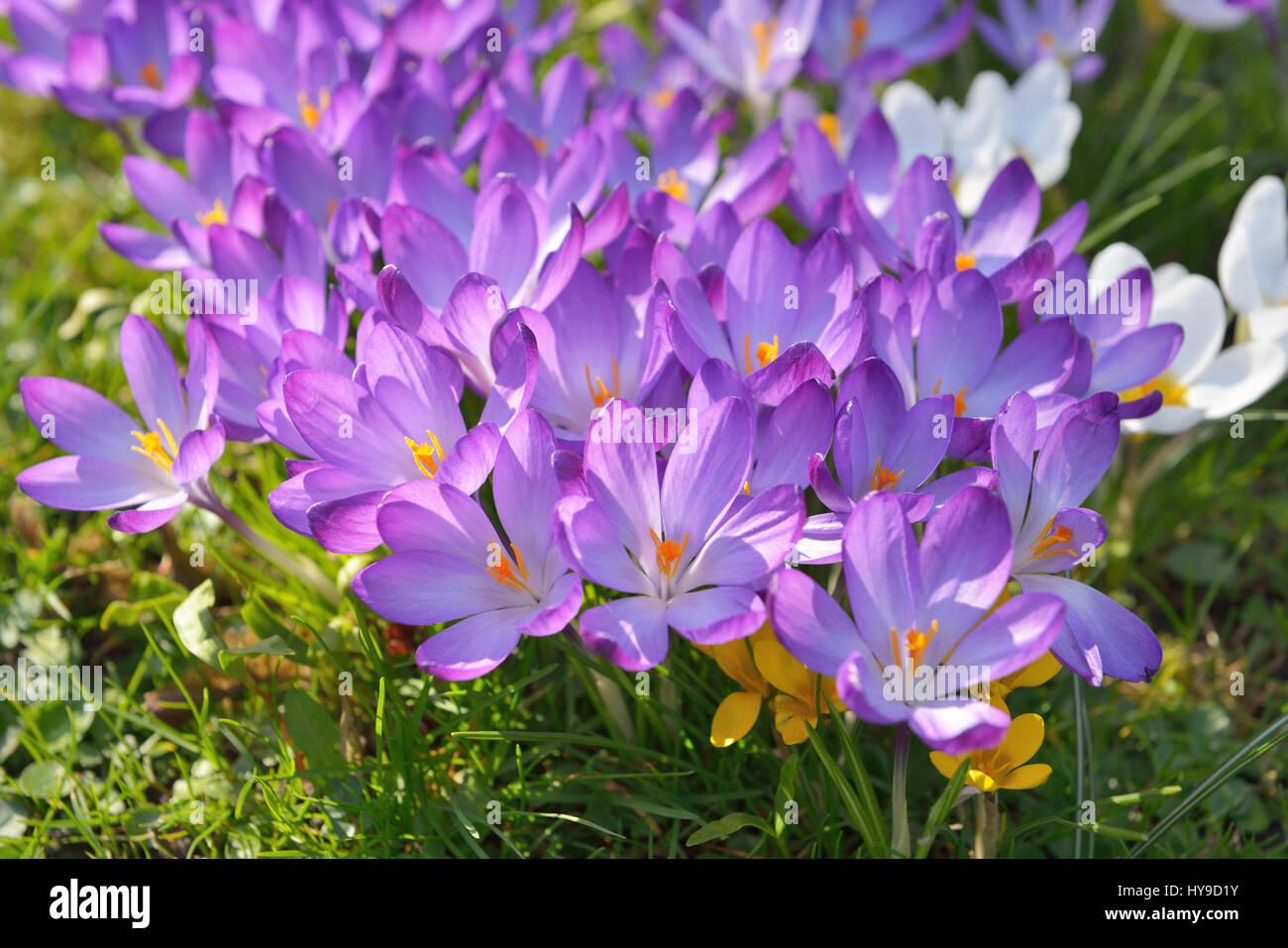 First crocuses in a garden Stock Photo - Alamy