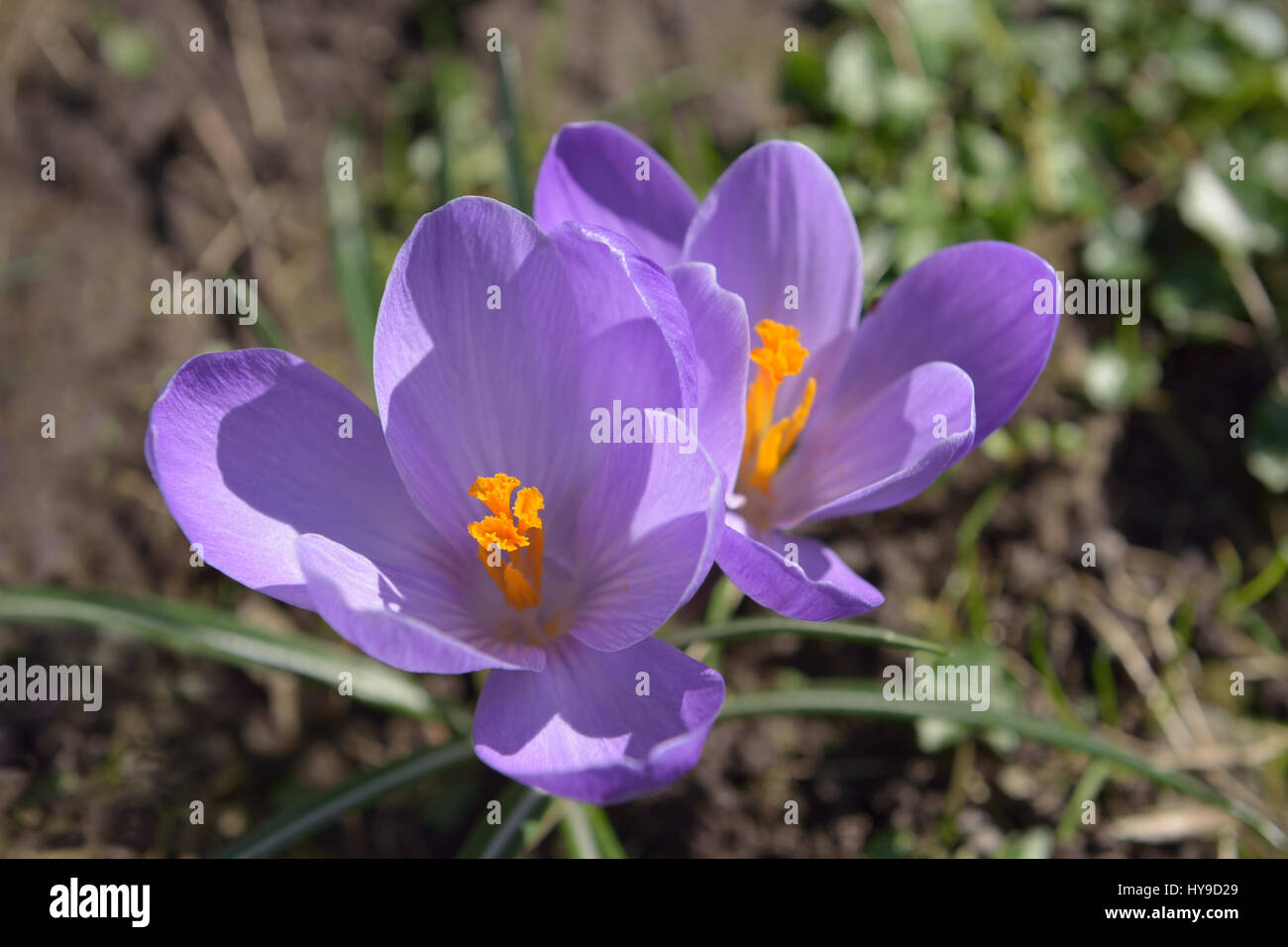 Closeup photo of crocus flowers Stock Photo - Alamy
