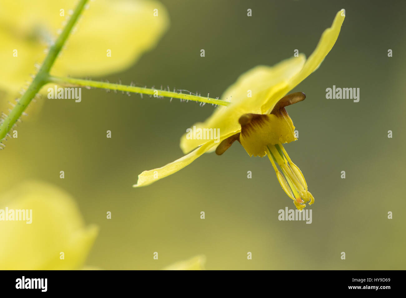 Epimedium x versicolor 'Sulphureum' detail of flower Pale yellow ...