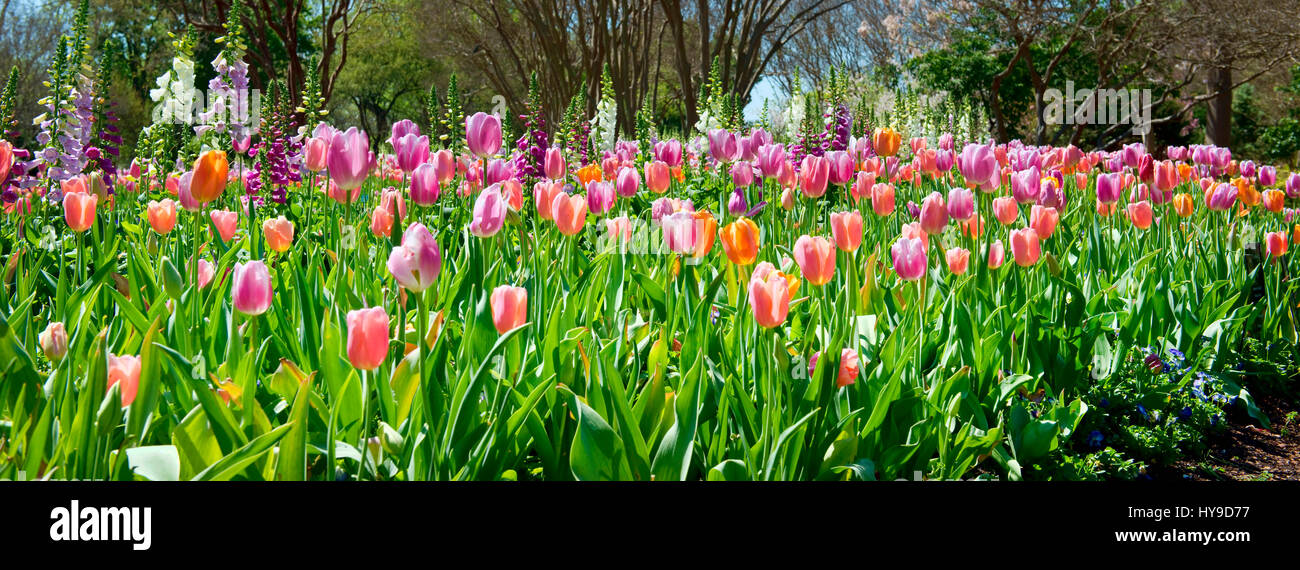 Spring time tulips in bloom Stock Photo - Alamy