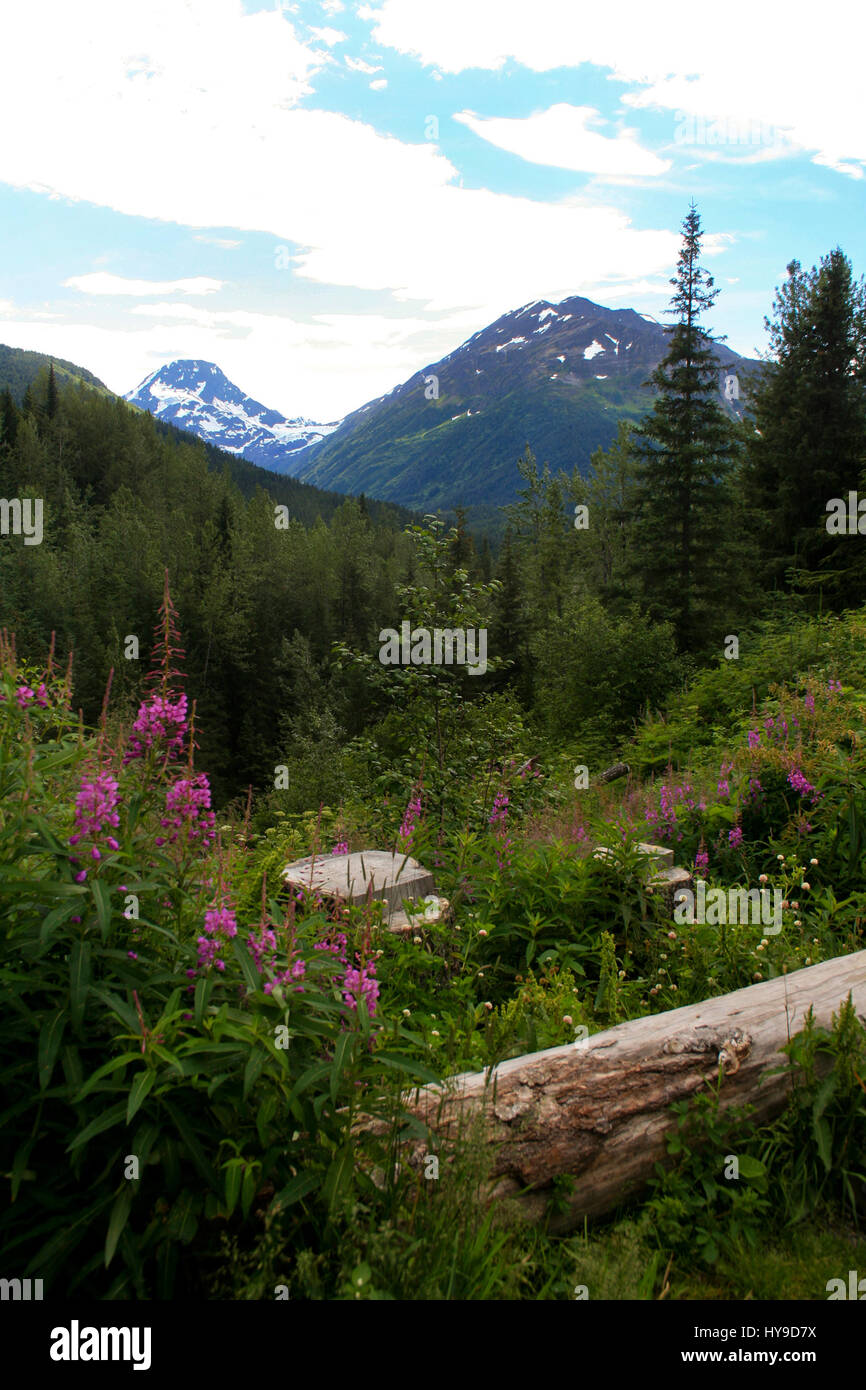 Wildflowers are growing in a green scenic valley in Alaska Stock Photo ...