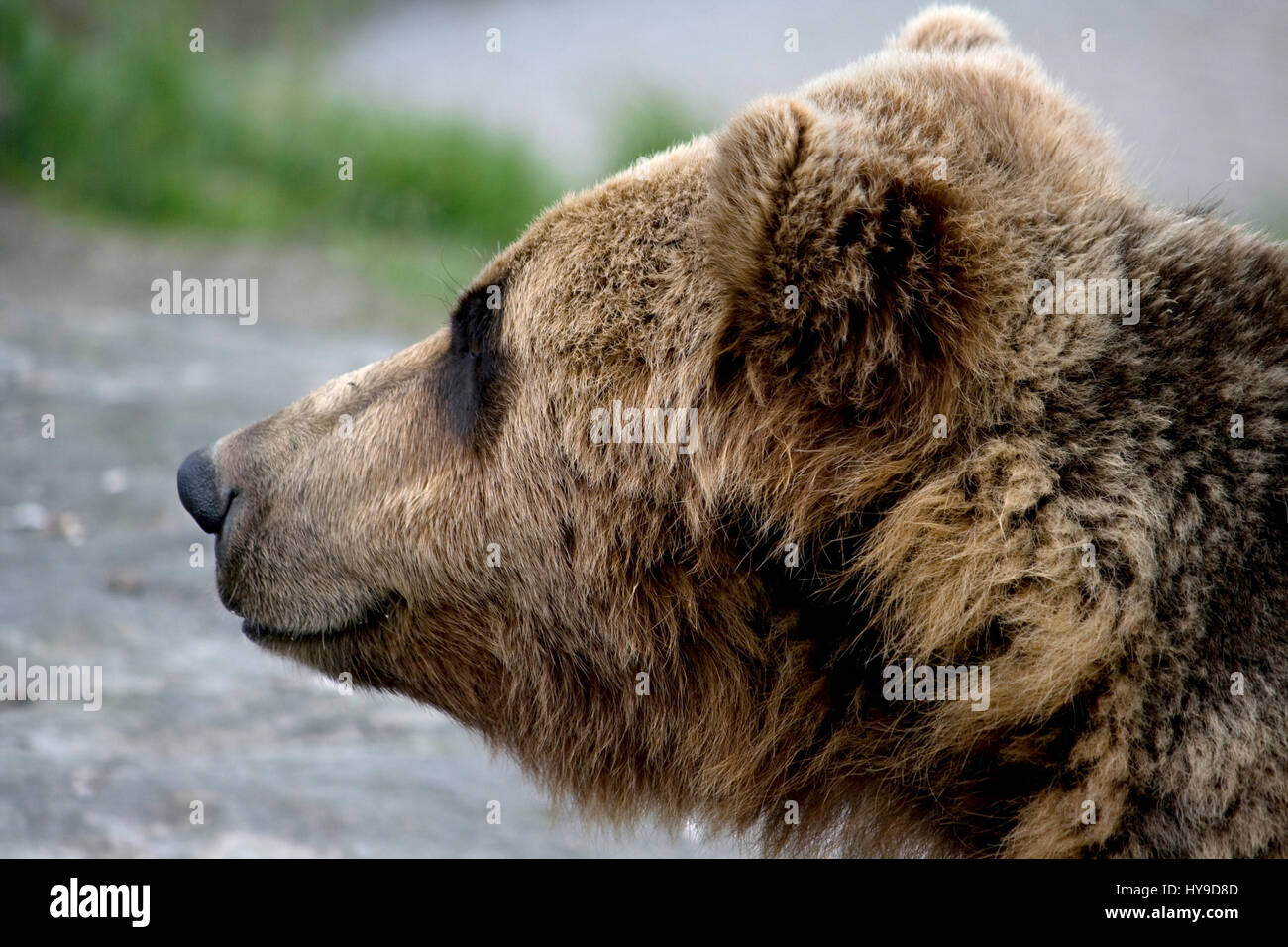 Closeup photo of the head of a brown bear Stock Photo - Alamy