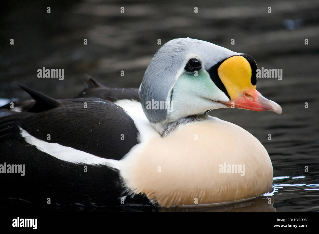 A king eider bird floating on top of the water Stock Photo - Alamy