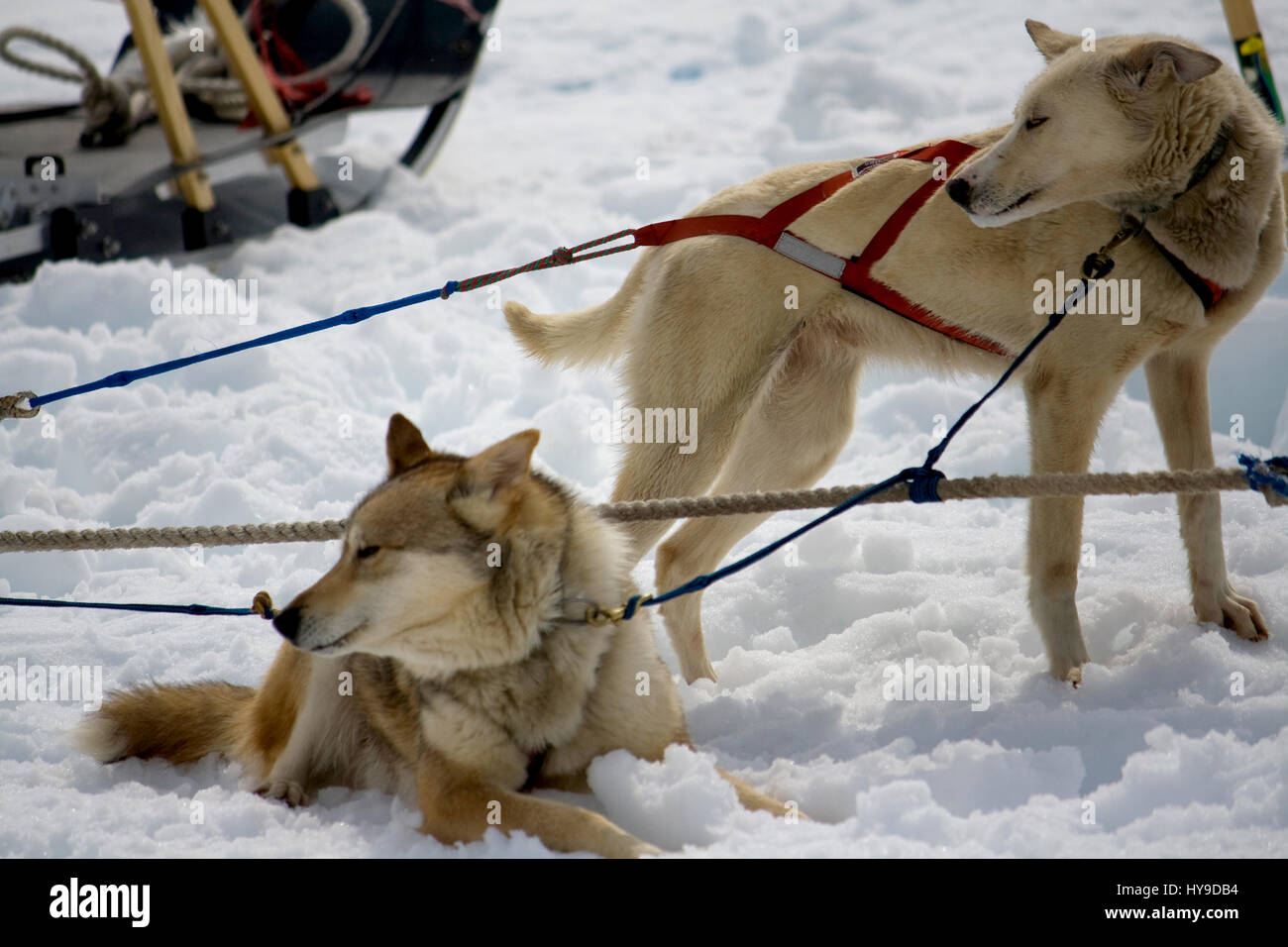 Sled dogs with harnesses resting in the snow Stock Photo - Alamy