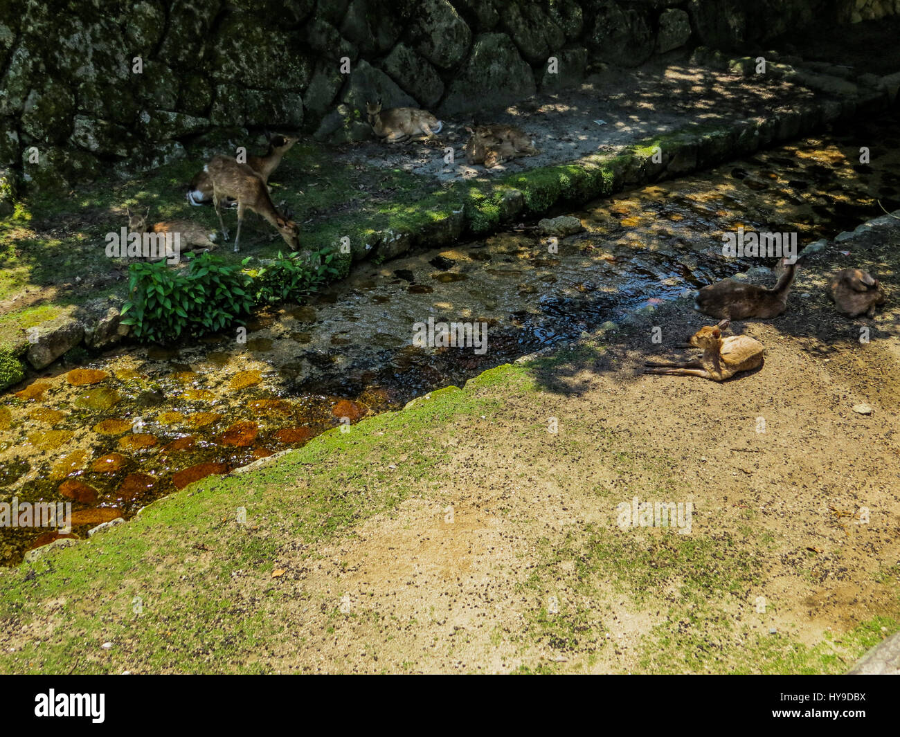 Japanese wild animals hi-res stock photography and images - Alamy