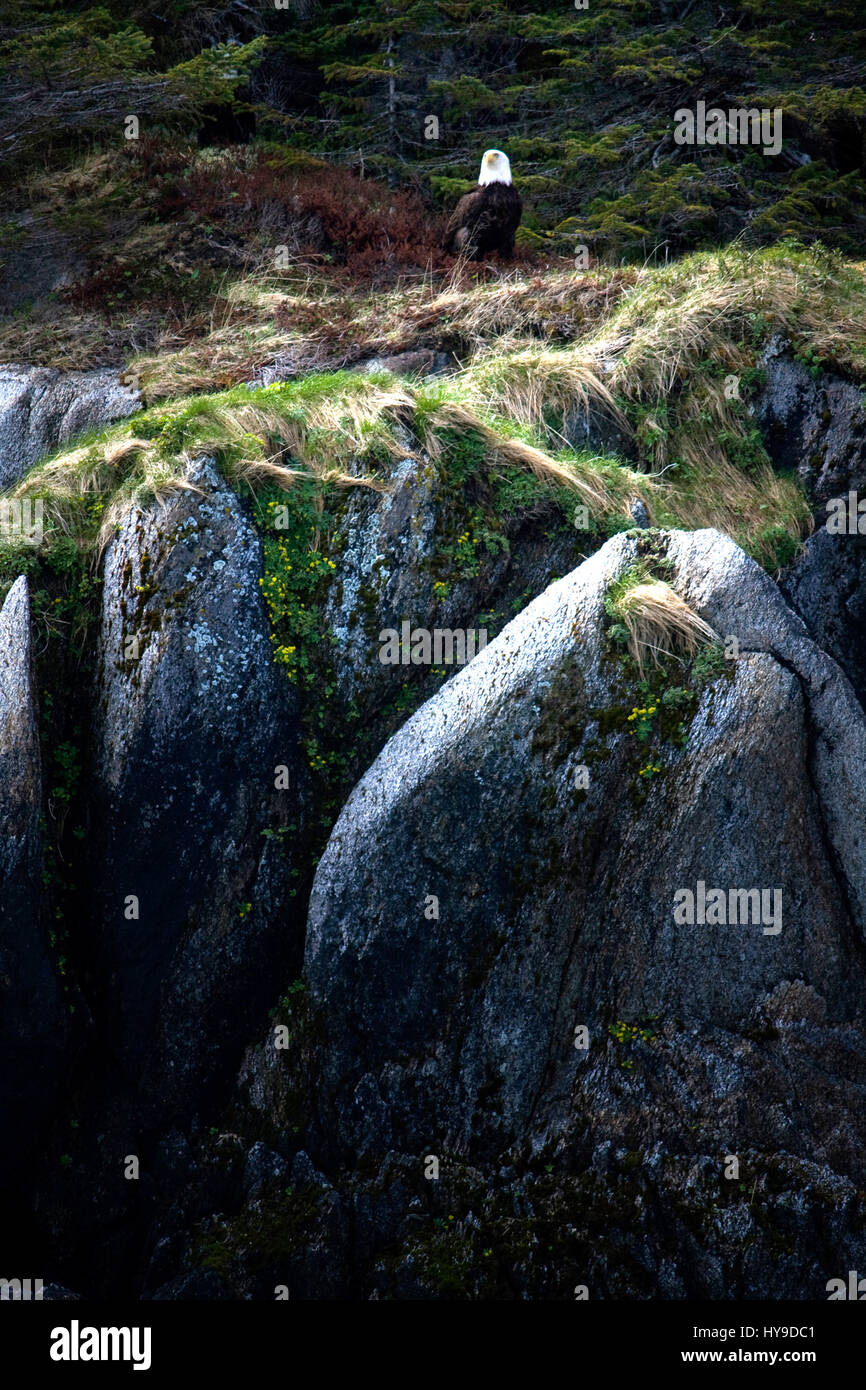 A bald eagle perches on a rock near Seward, Alaska Stock Photo - Alamy