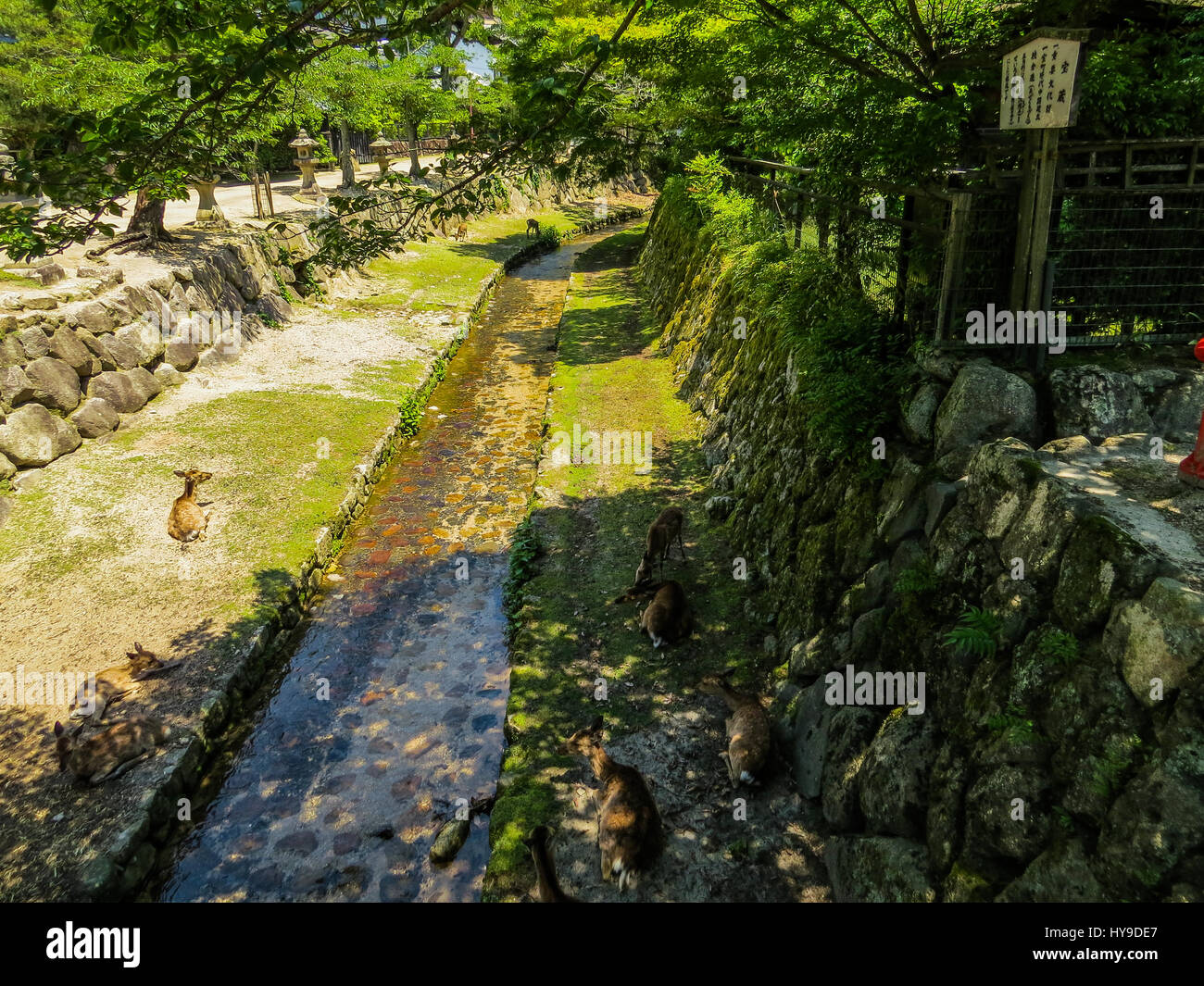 Japanese wild animals hi-res stock photography and images - Alamy
