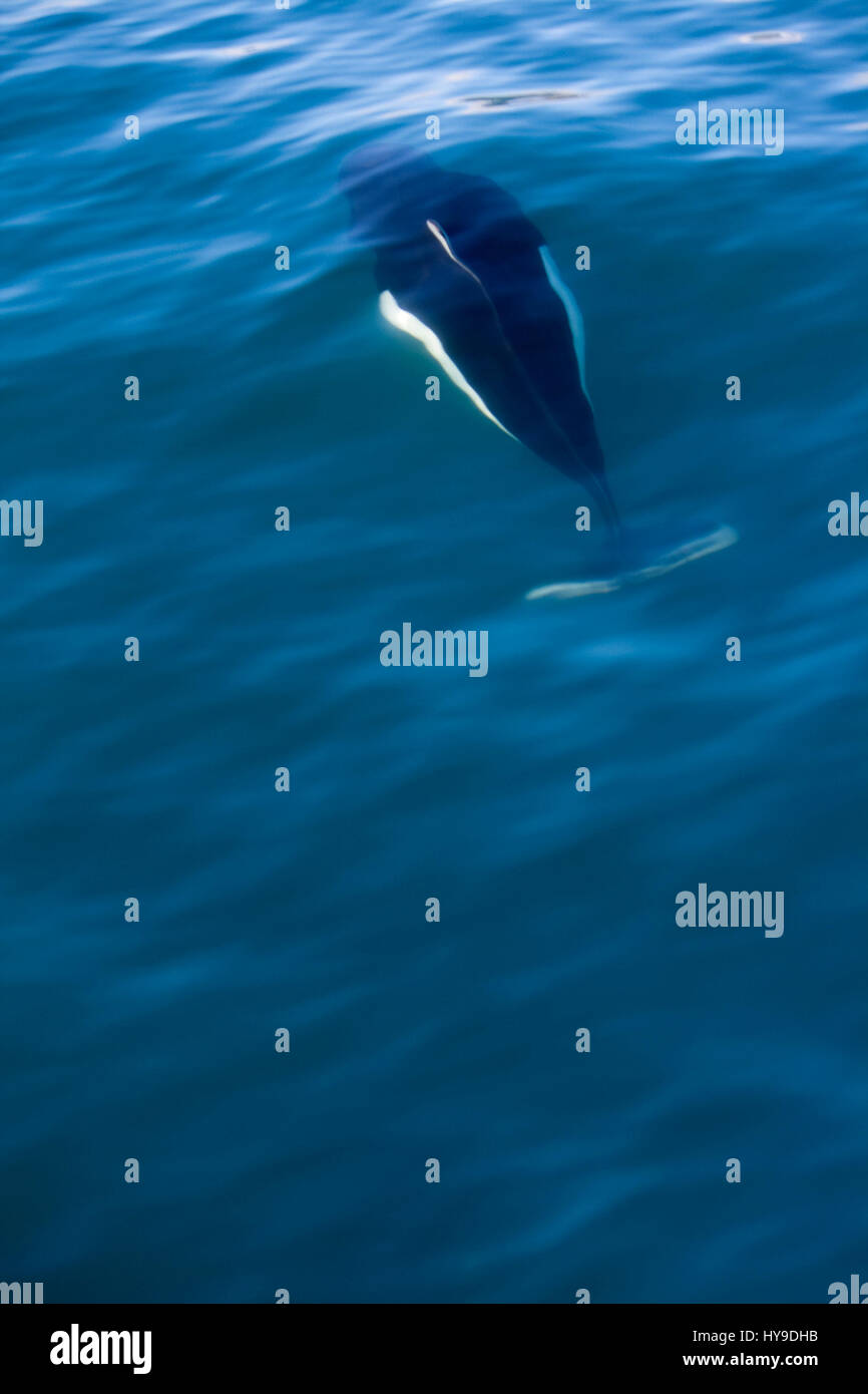 Orca dall's porpoise hi-res stock photography and images - Alamy