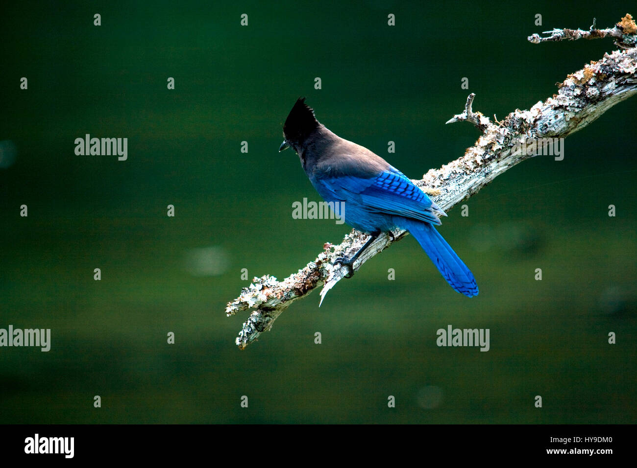 Blue jay in a pine hi-res stock photography and images - Alamy