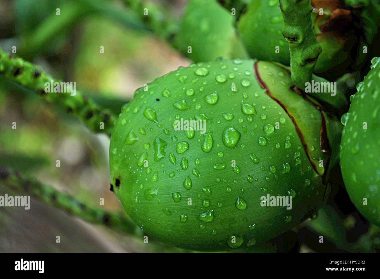 Drenched coconuts Rain falls on a bunch of coconuts Stock Photo - Alamy