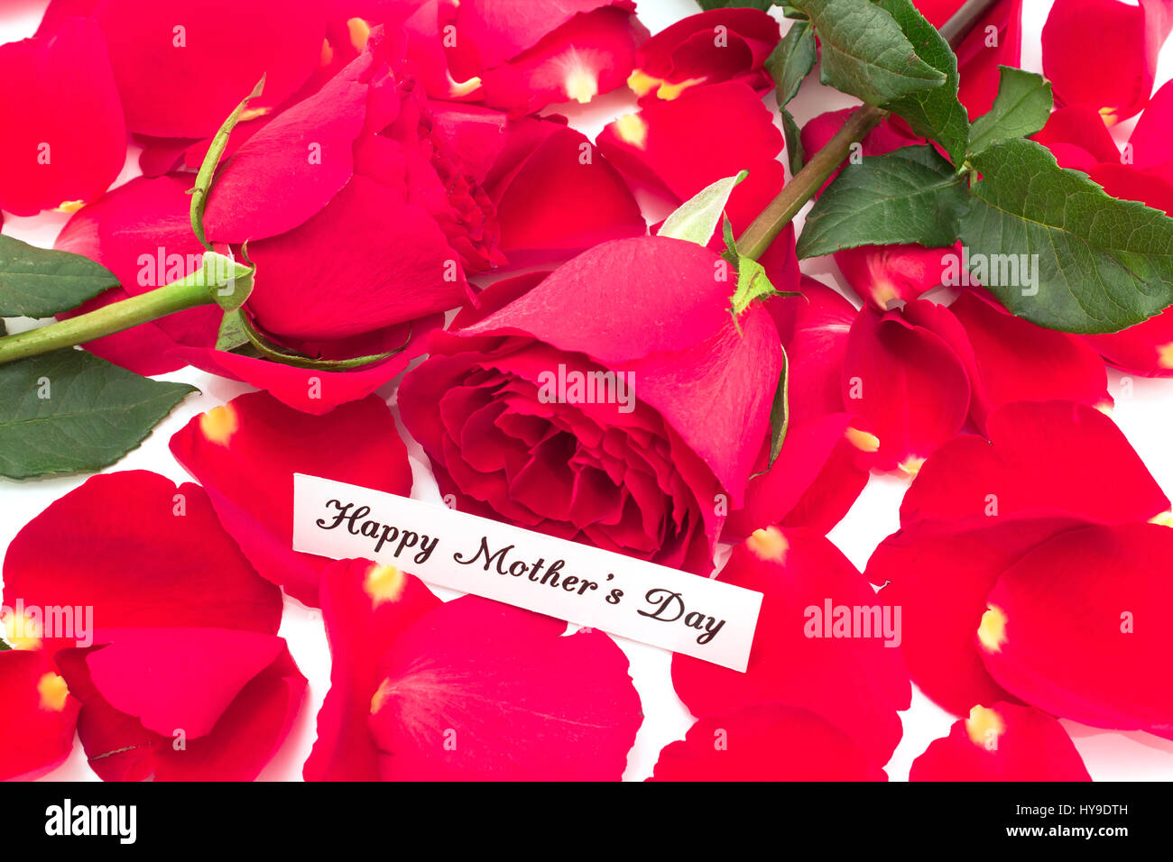 Happy Mother's Day, Greeting Card with Two Roses and Rose Petals Stock ...