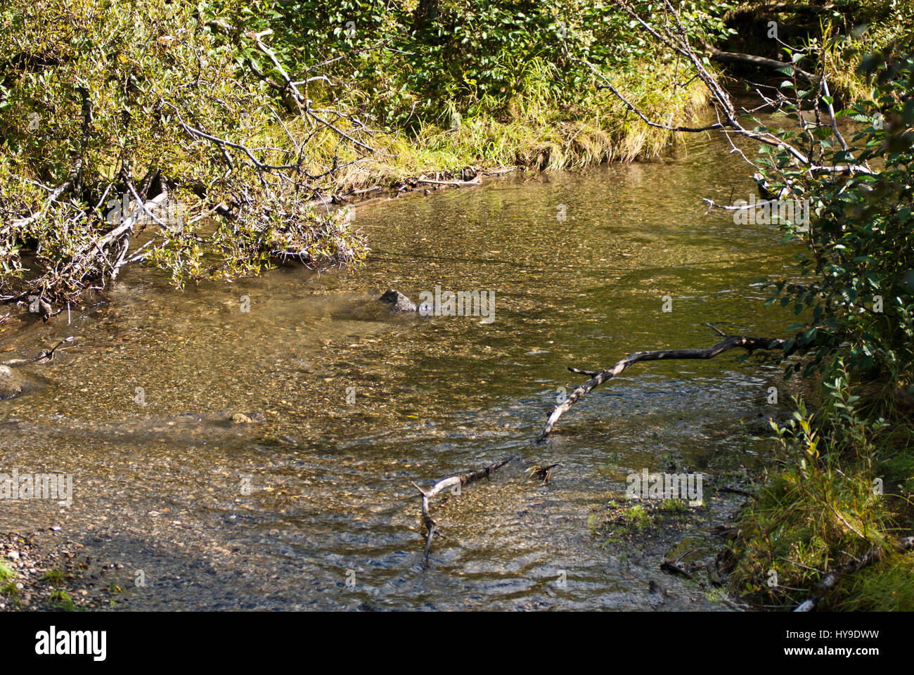 Salmons in Alaska USA - Ketchikan Creek River Stock Photo - Alamy