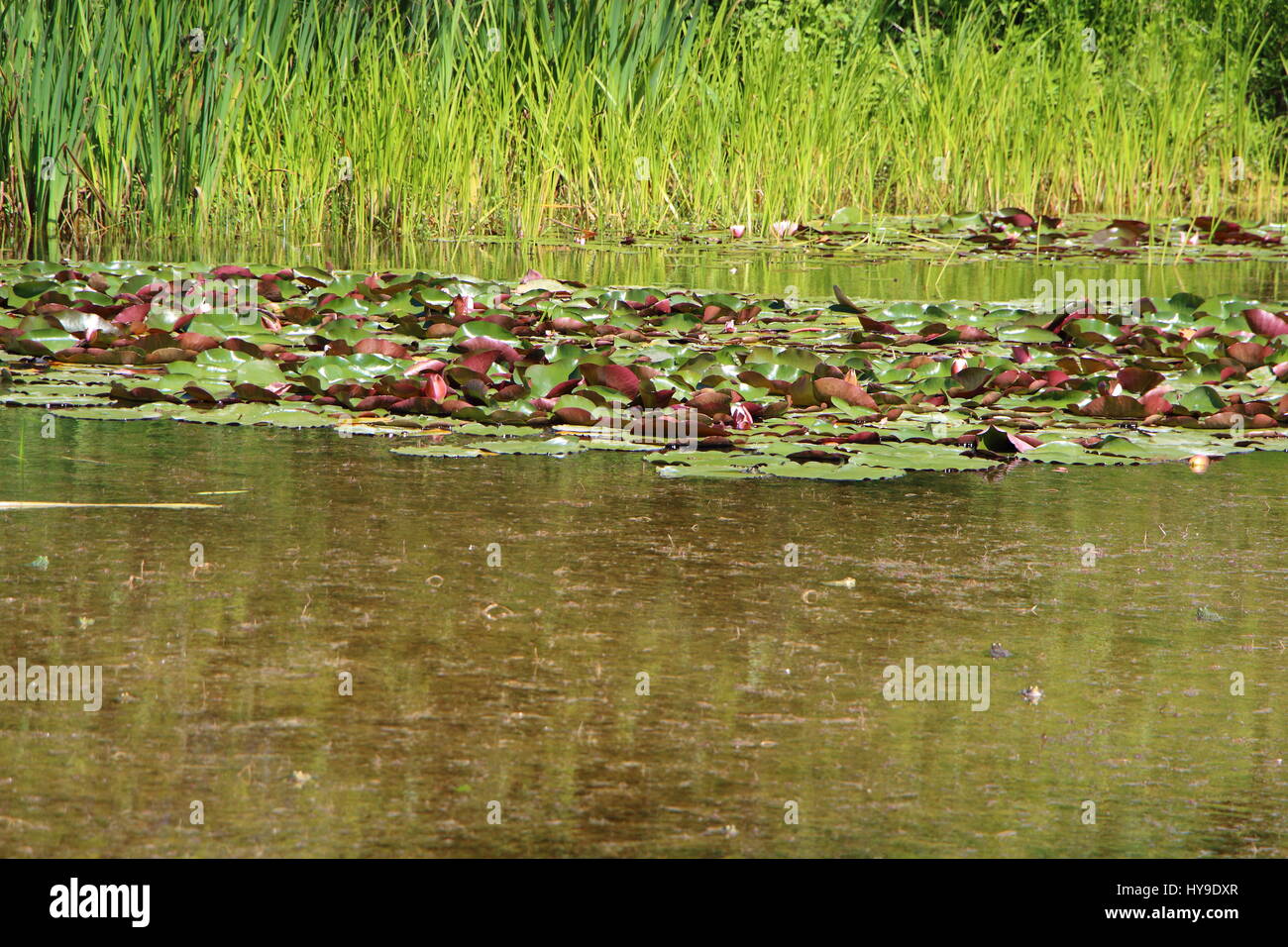 Reed lily hi-res stock photography and images - Alamy