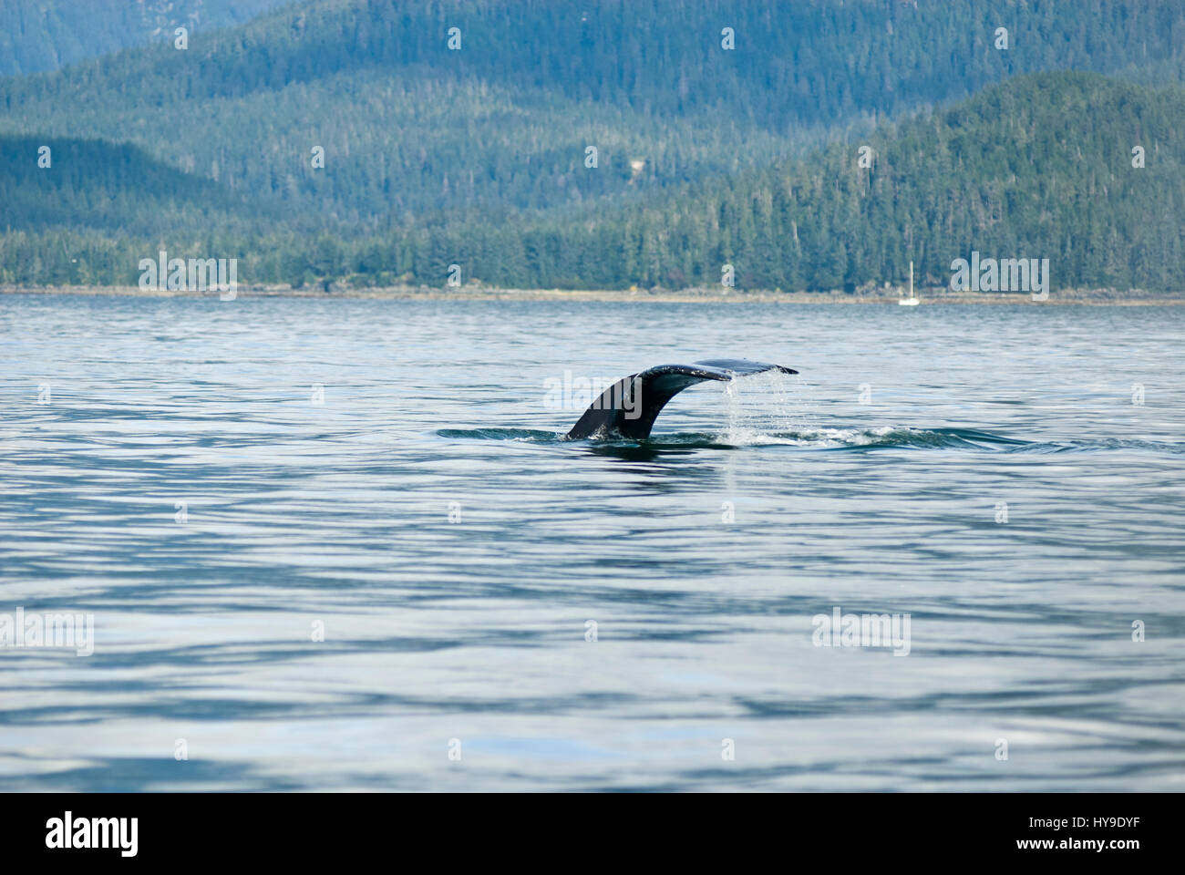 Whale watching adventure from Juneau Alaska, Marine life , Humpback ...