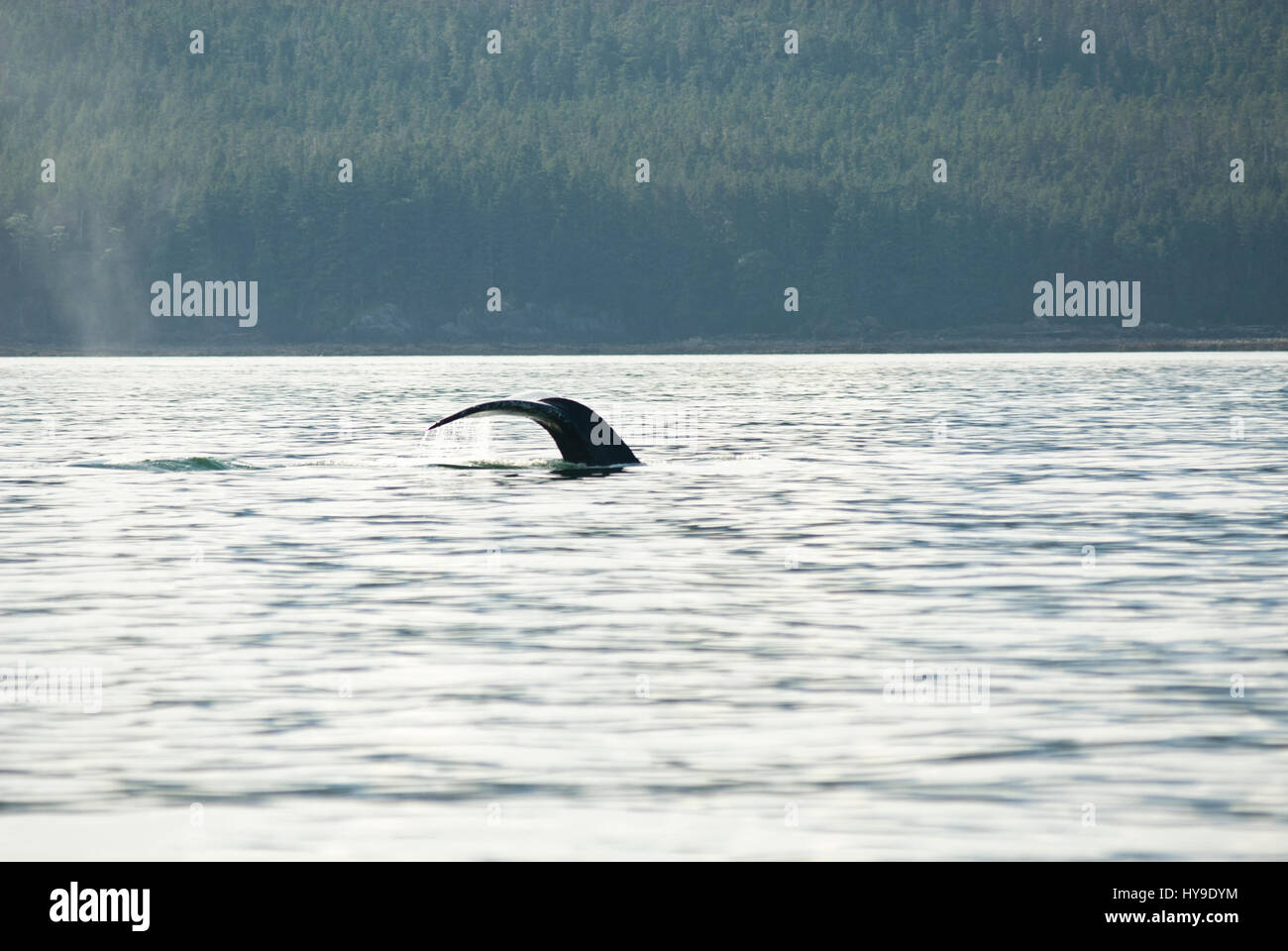 Whale watching adventure from Juneau Alaska, Marine life , Humpback ...