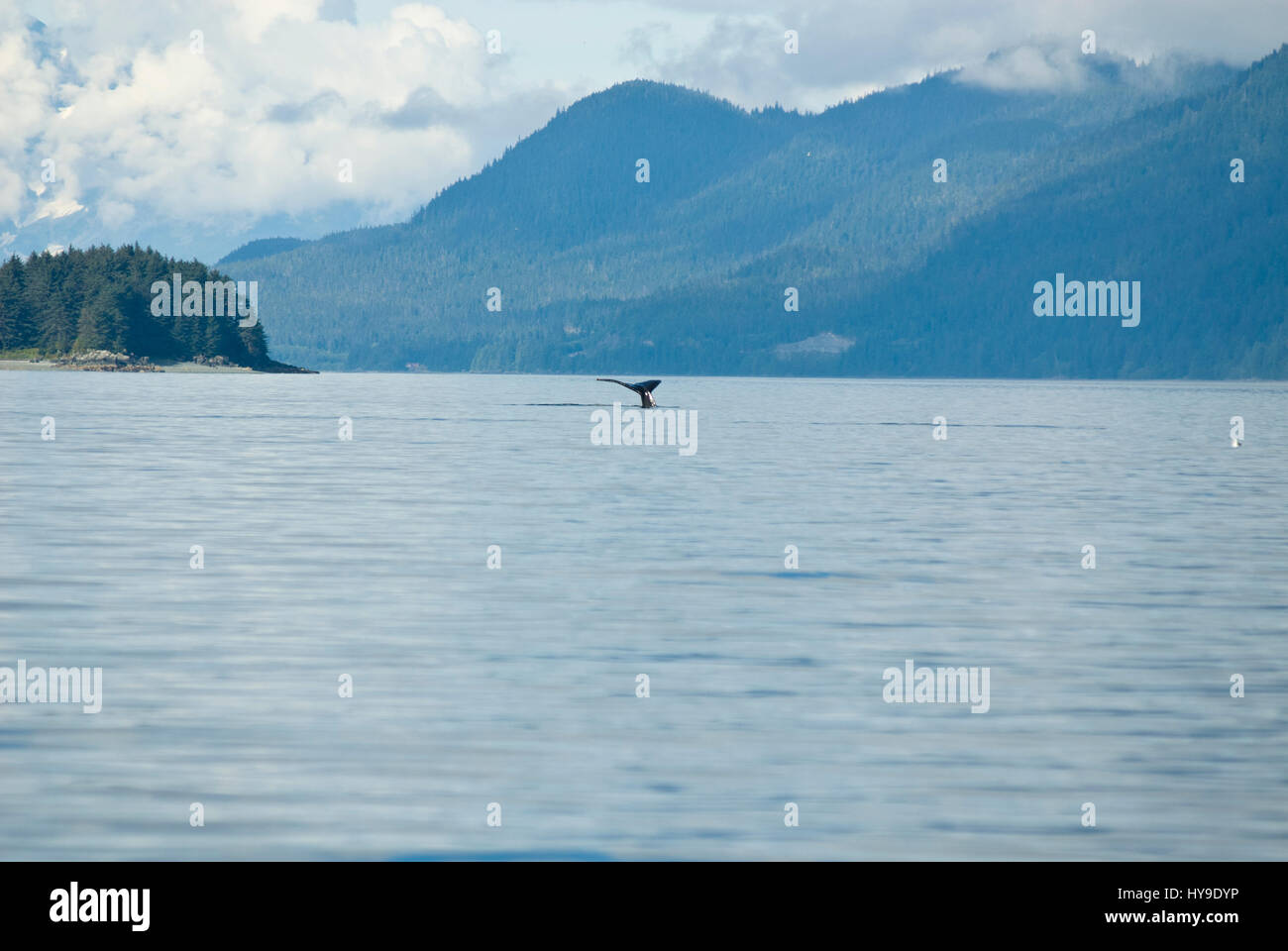 Whale watching adventure from Juneau Alaska, Marine life , Humpback ...