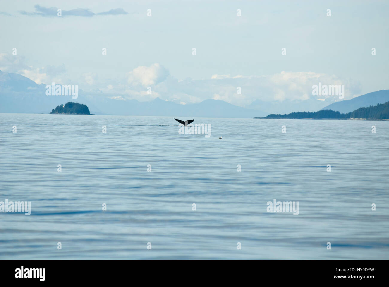 Whale watching adventure from Juneau Alaska, Marine life , Humpback ...