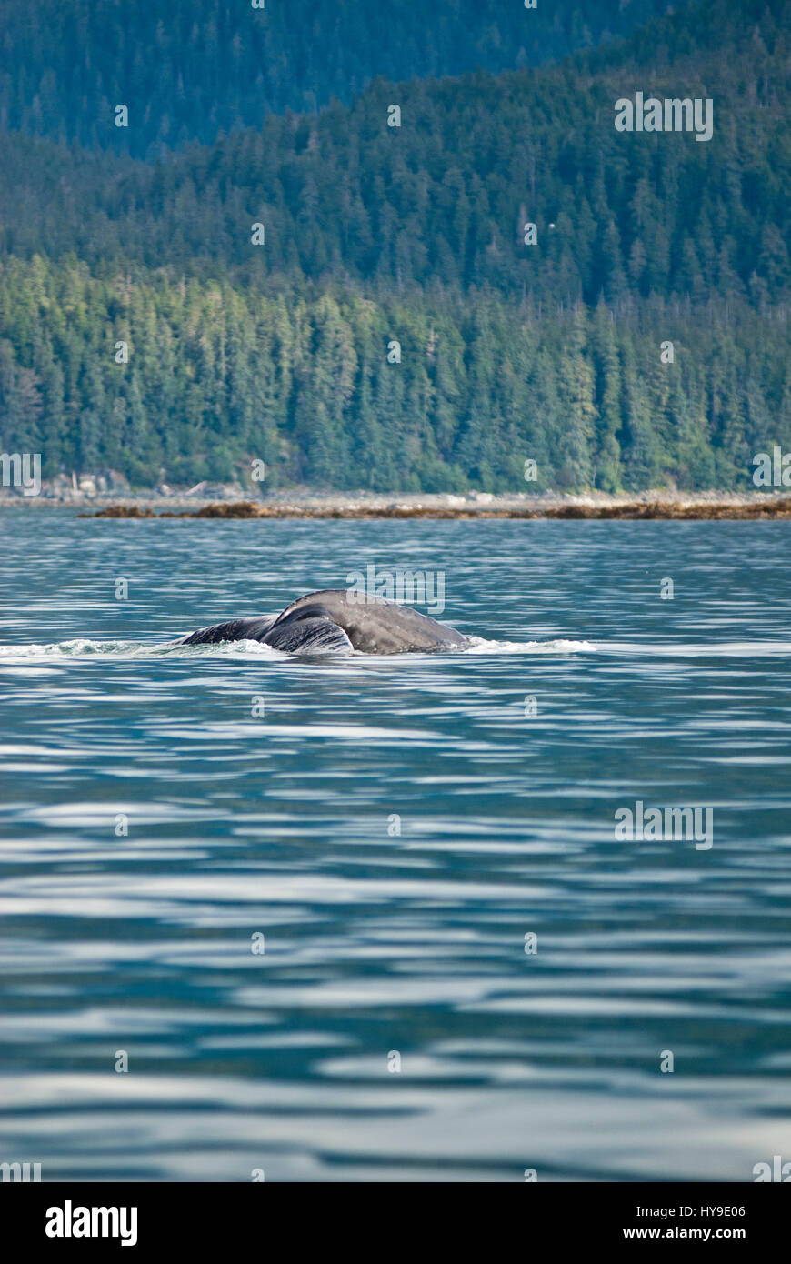 Whale watching adventure from Juneau Alaska - Marine life - Travel ...