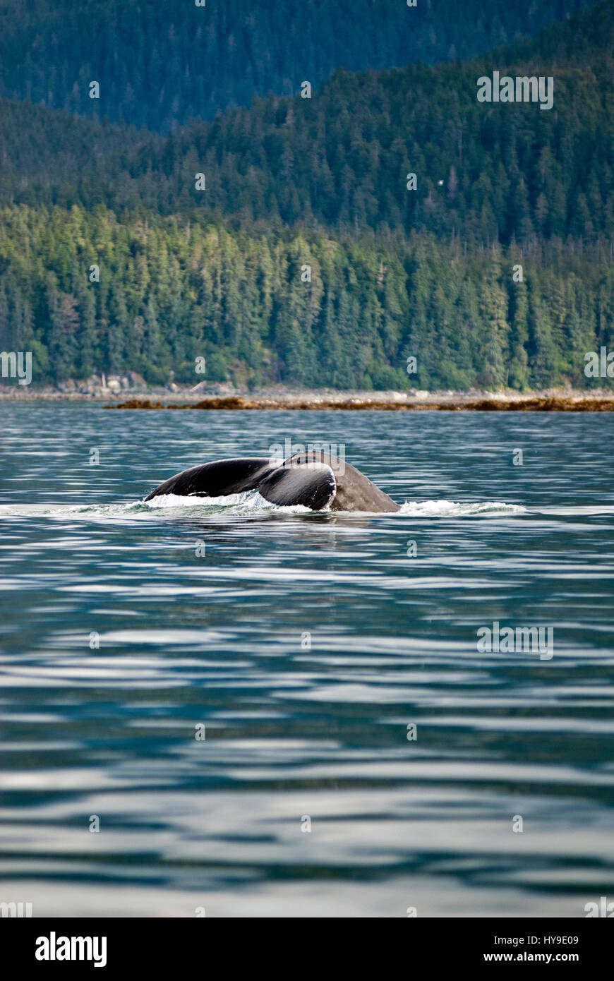 Whale watching adventure from Juneau Alaska, Marine life , Humpback ...