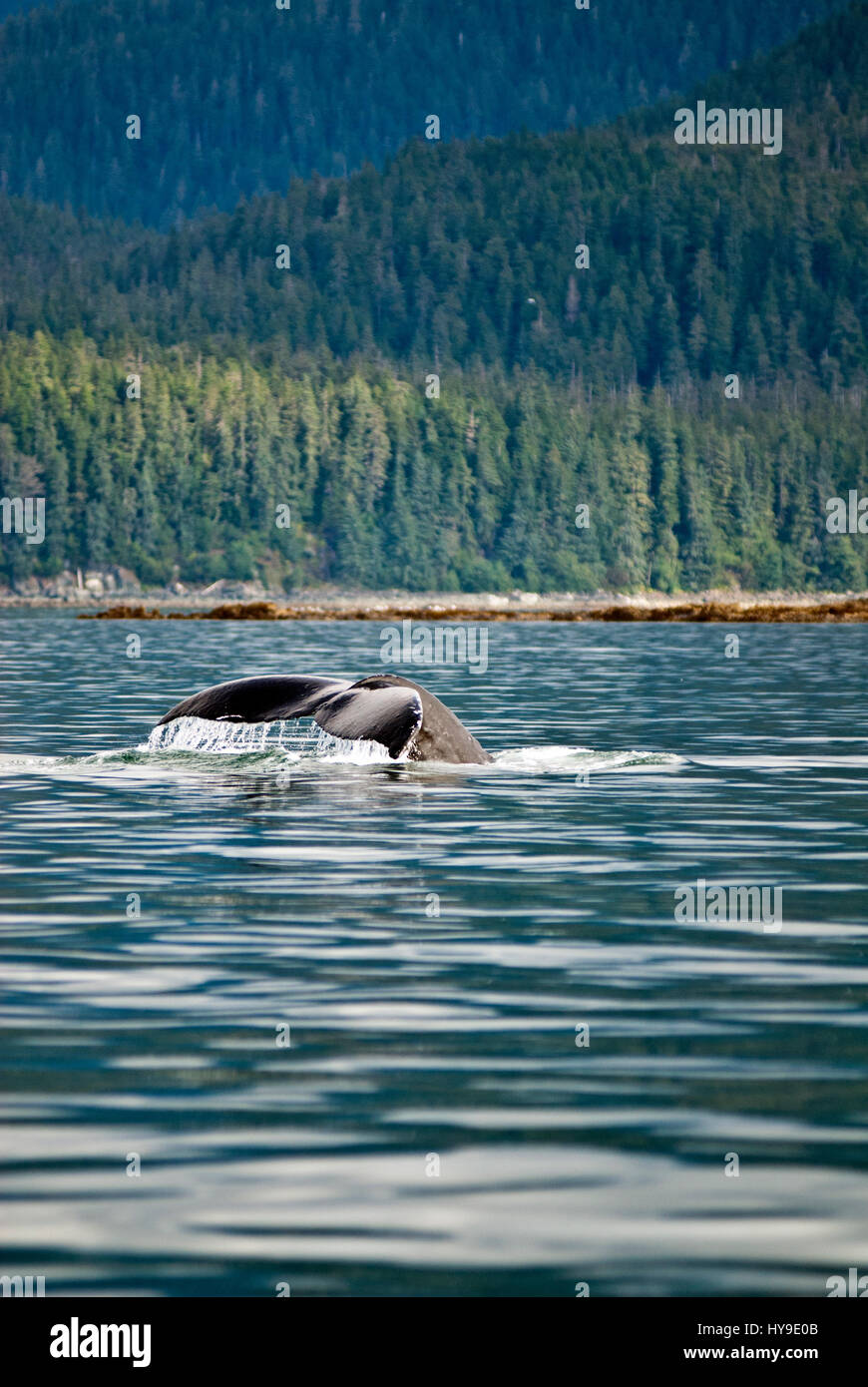 Whale watching adventure from Juneau Alaska, Marine life , Humpback ...