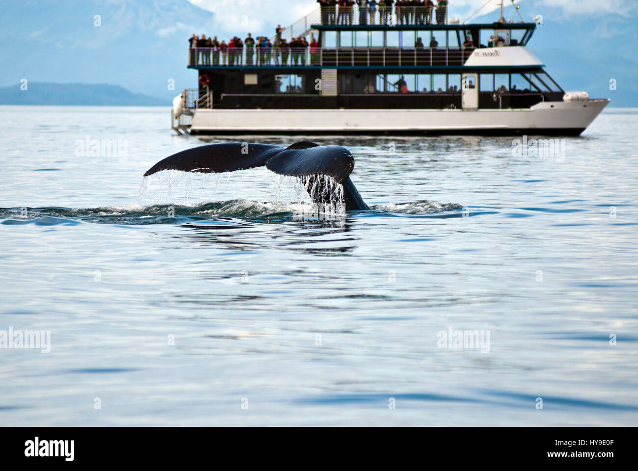 Whale watching adventure from Juneau Alaska, Marine life , Humpback ...