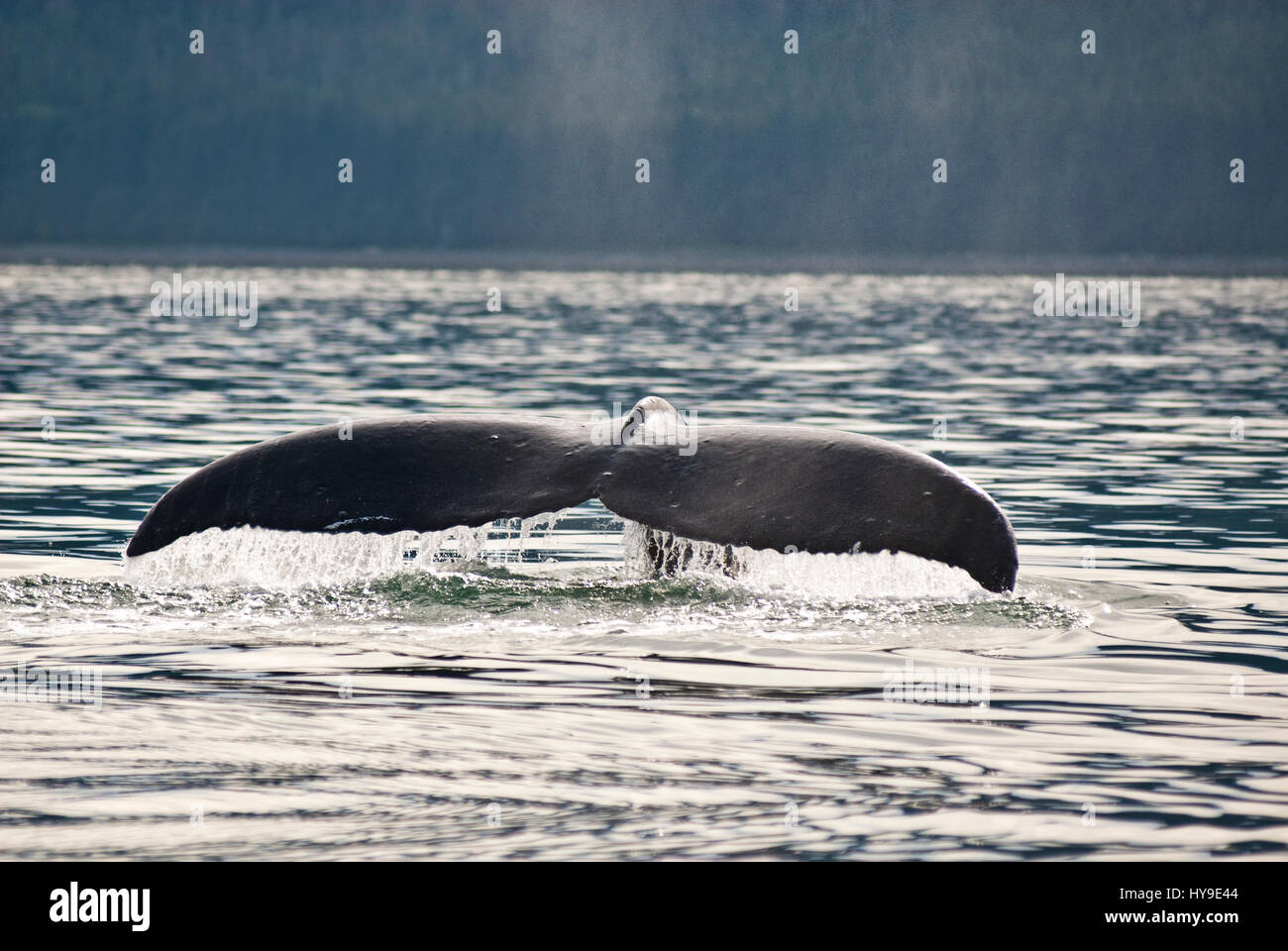 Whale watching adventure from Juneau Alaska, Marine life , Humpback ...