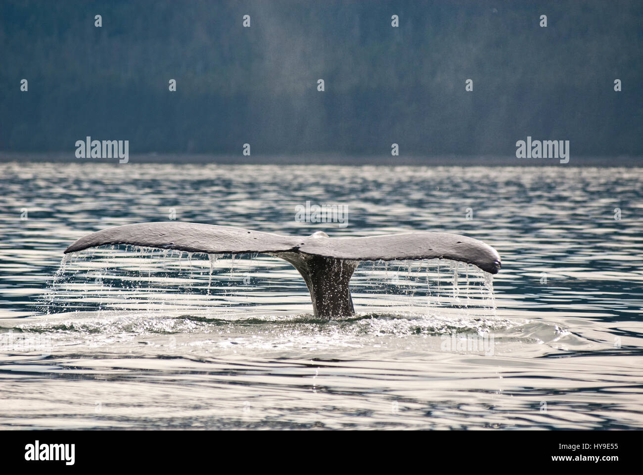 Whale watching adventure from Juneau Alaska, Marine life , Humpback ...